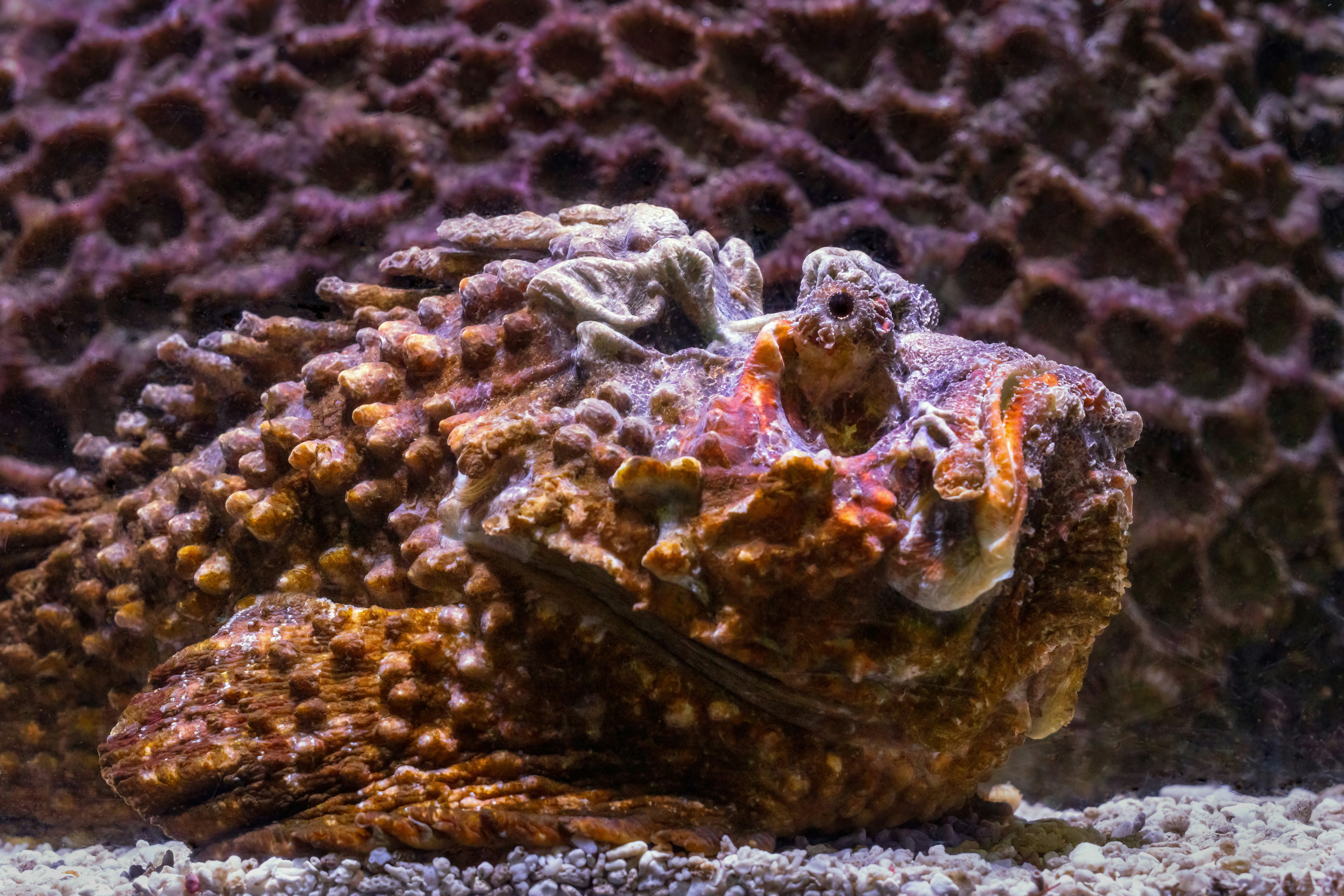 Stonefish Pictures | Download Free Images on Unsplash