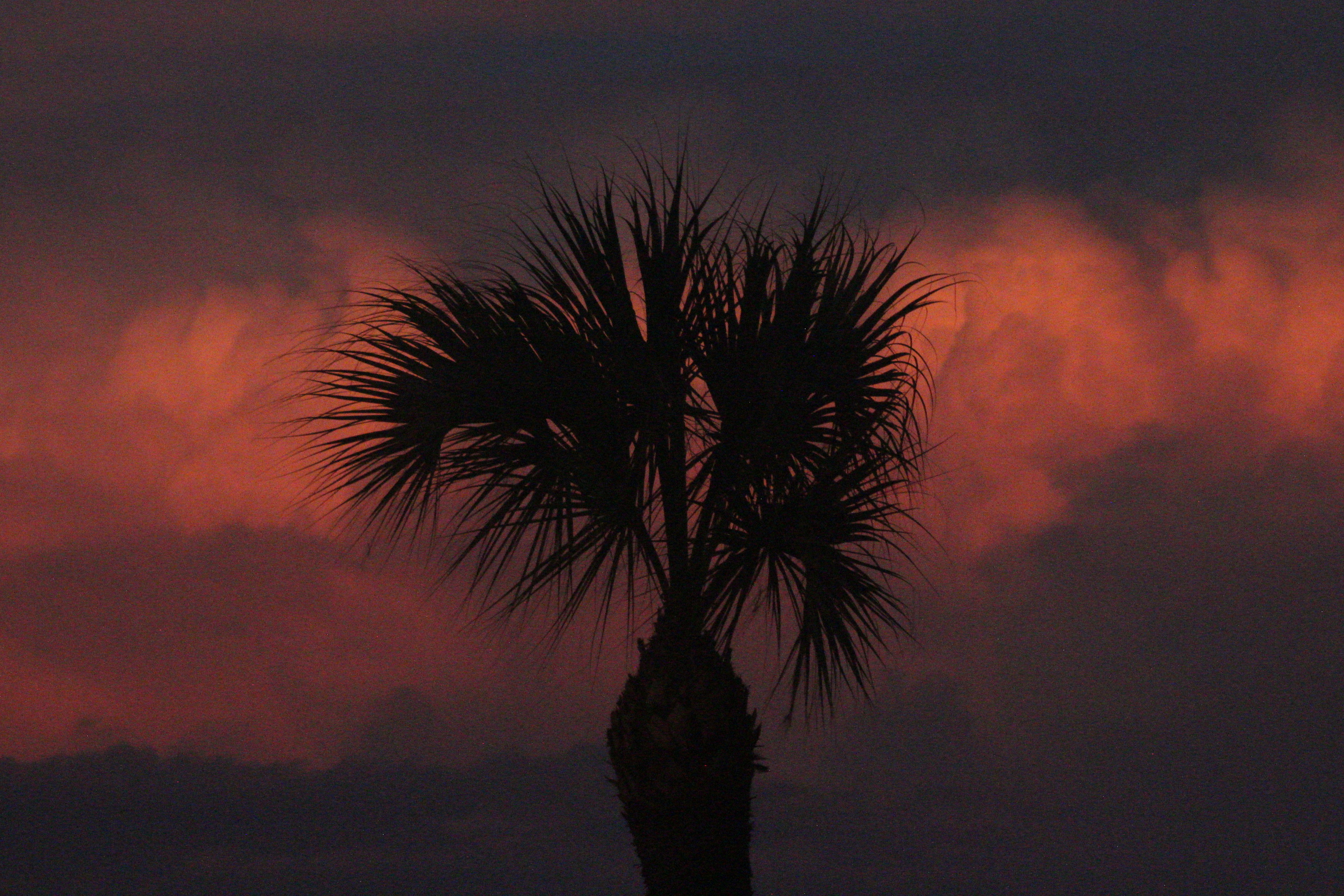 Palm tree silhouetted against a dramatic sky illuminated by sunset hues.