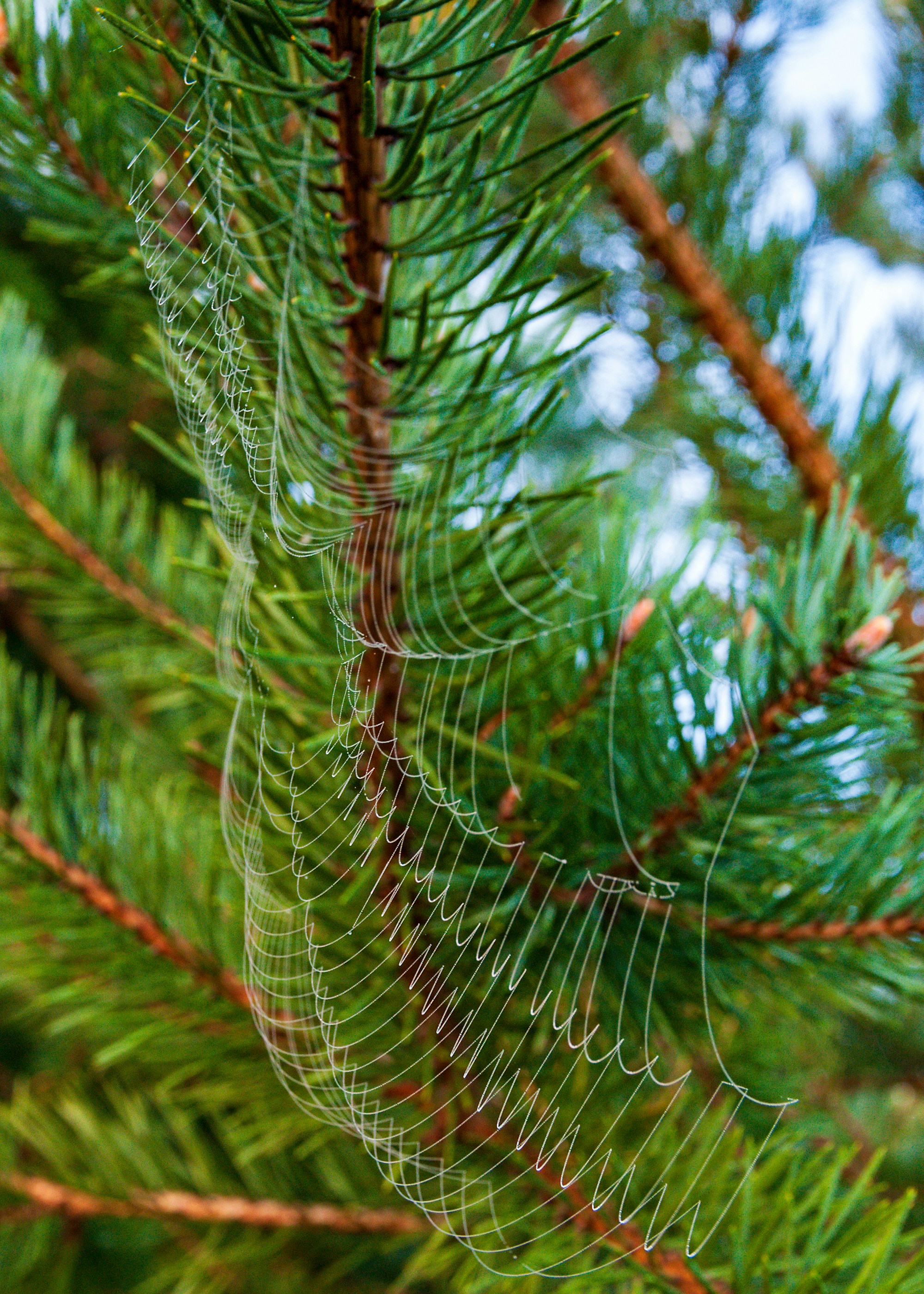 Gossamer Threads: Dew-kissed Spider Web in Pine Boughs