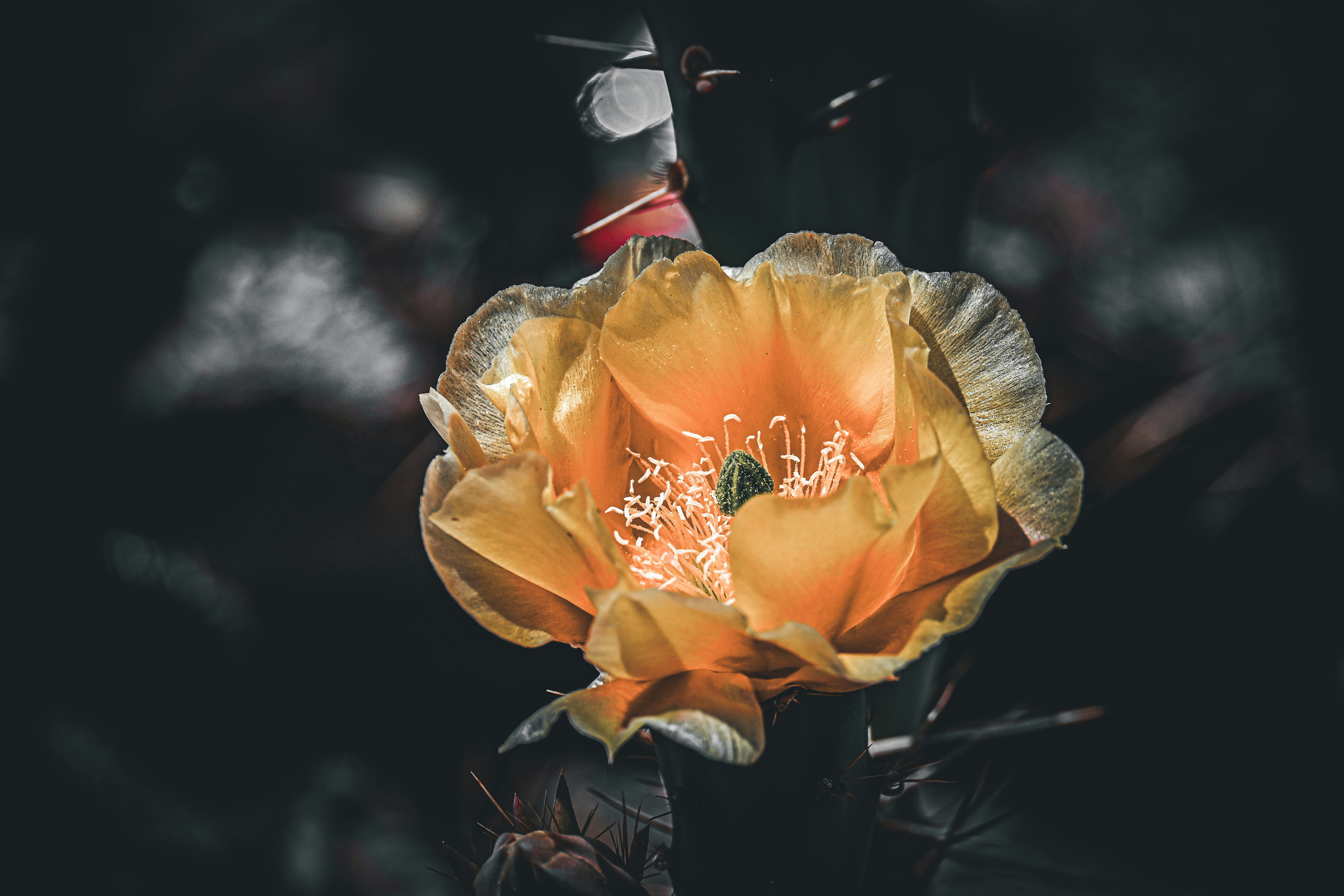 Blooming cactus! 🧡🌵