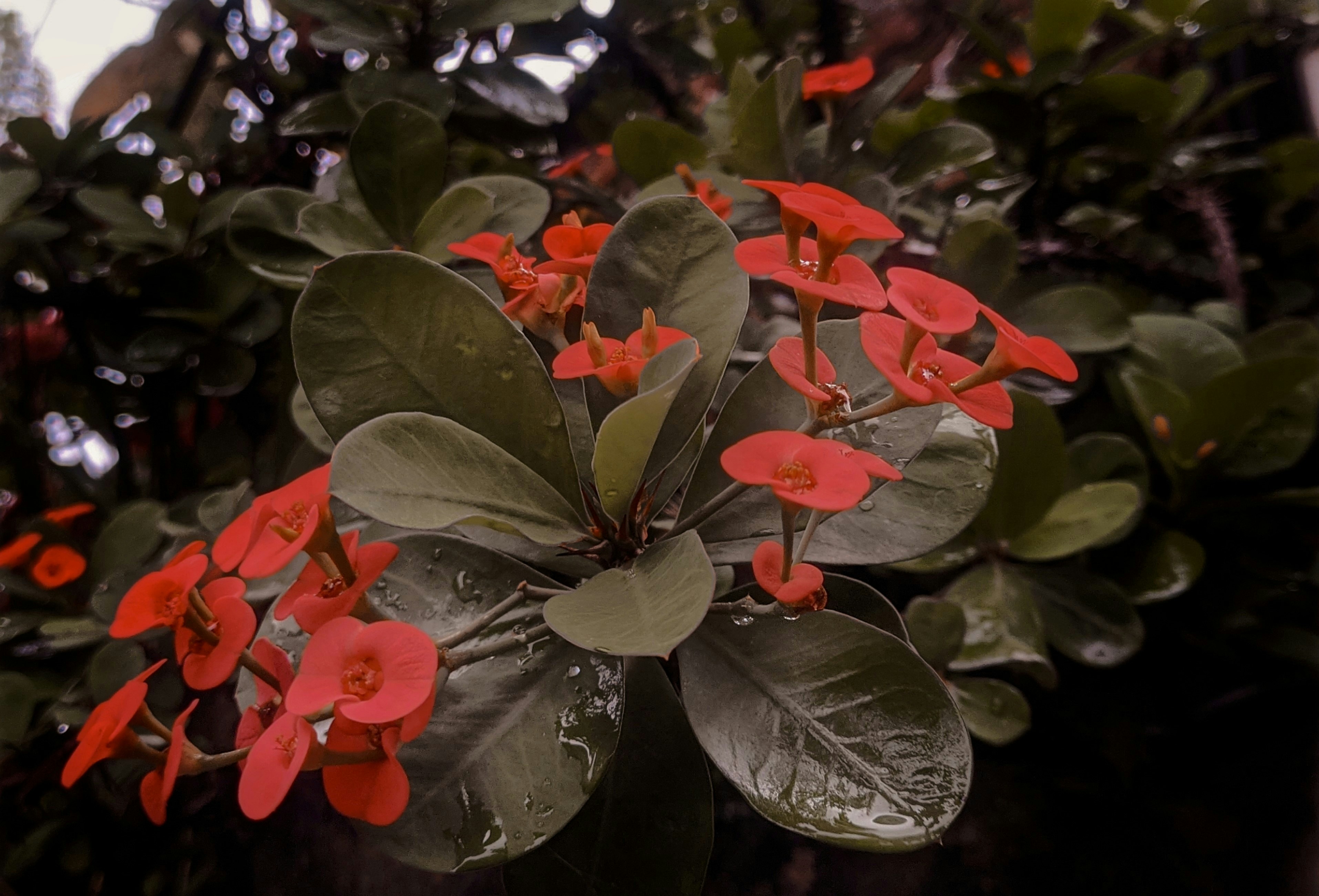 Un bouquet de fleurs rouges qui sont sur une plante photo – Photo ...