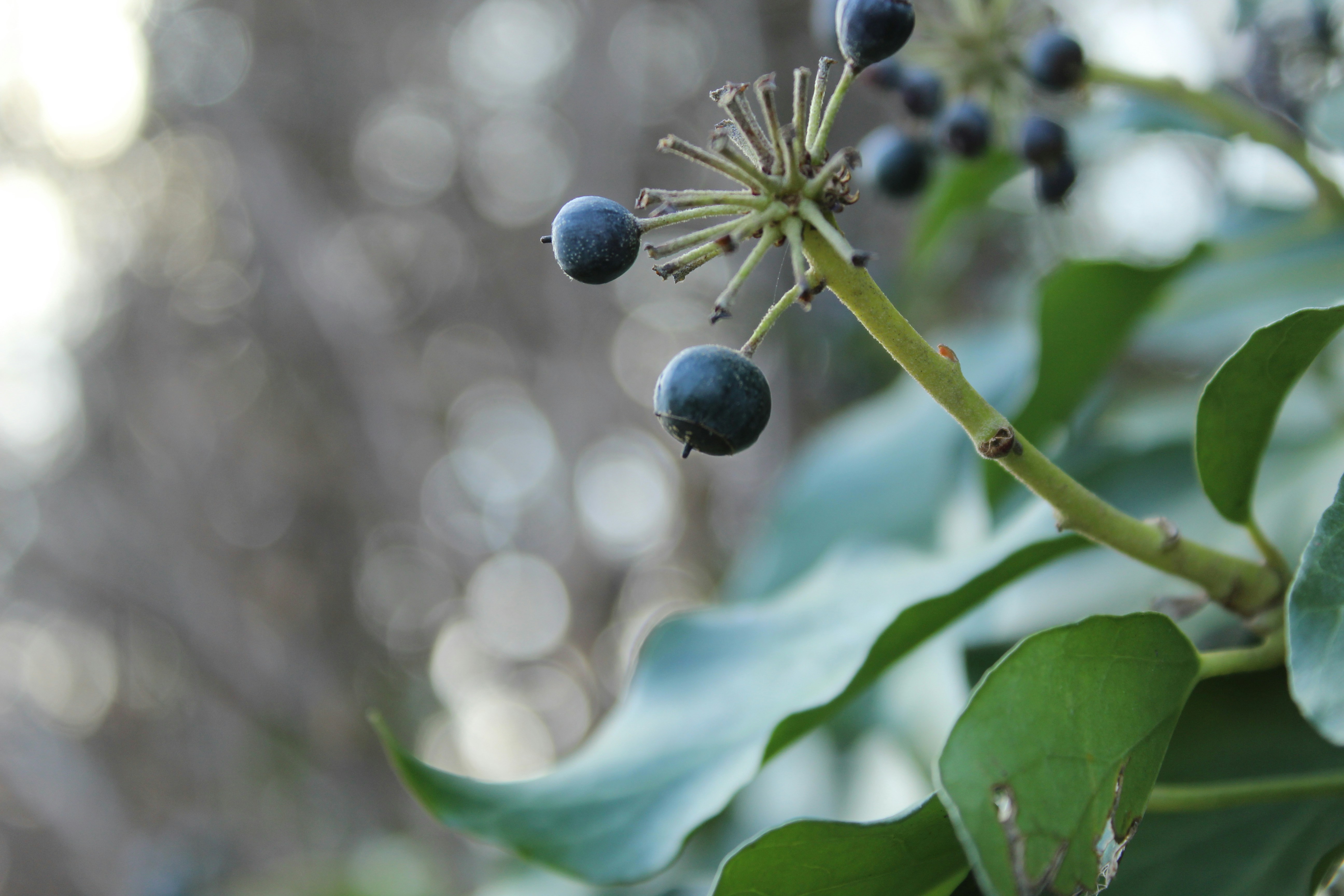 Midnight Berries in Soft Focus: A Close-Up of Quiet Branch Detail