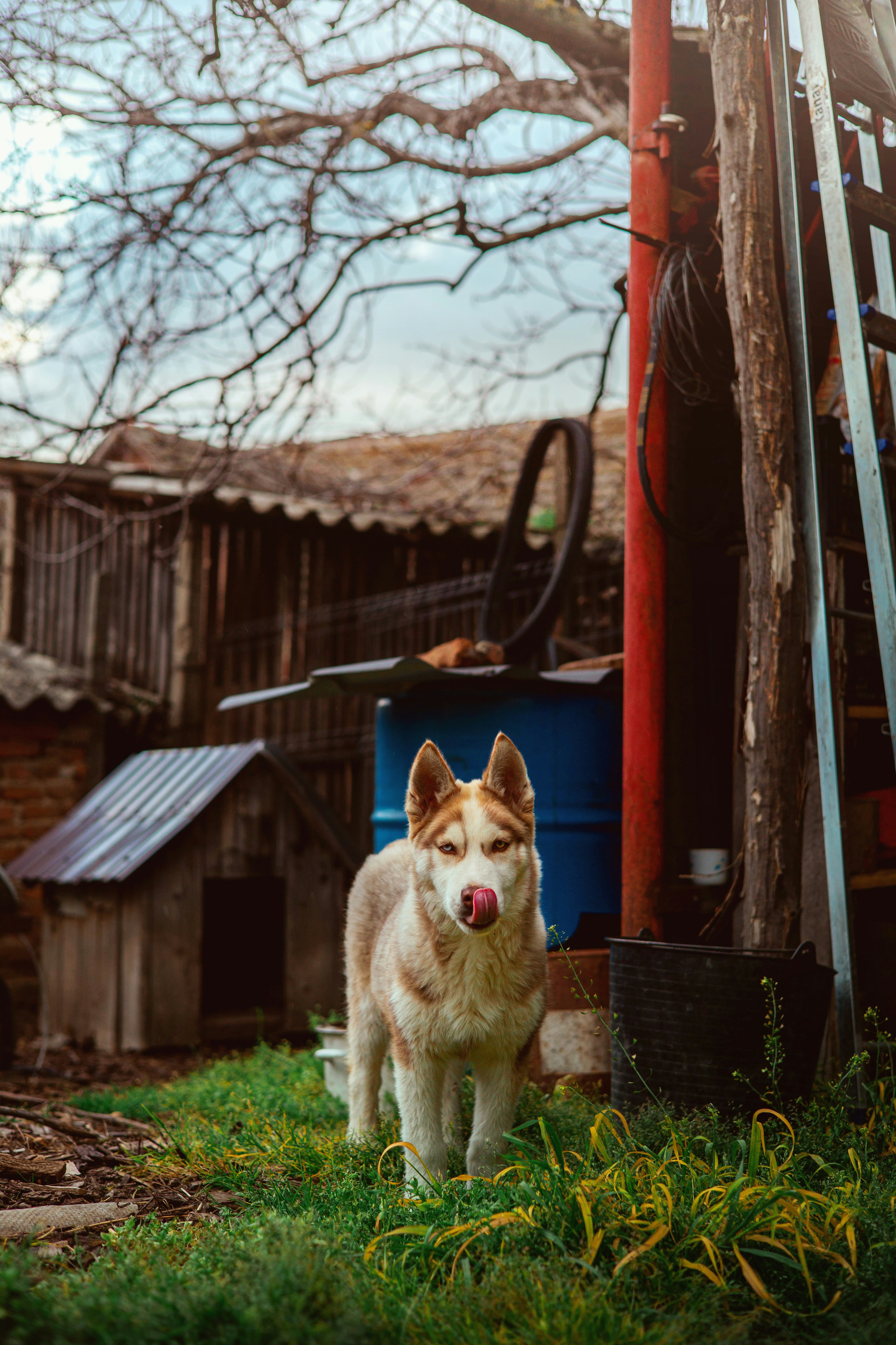 Curious Husky in a Weathered Yard