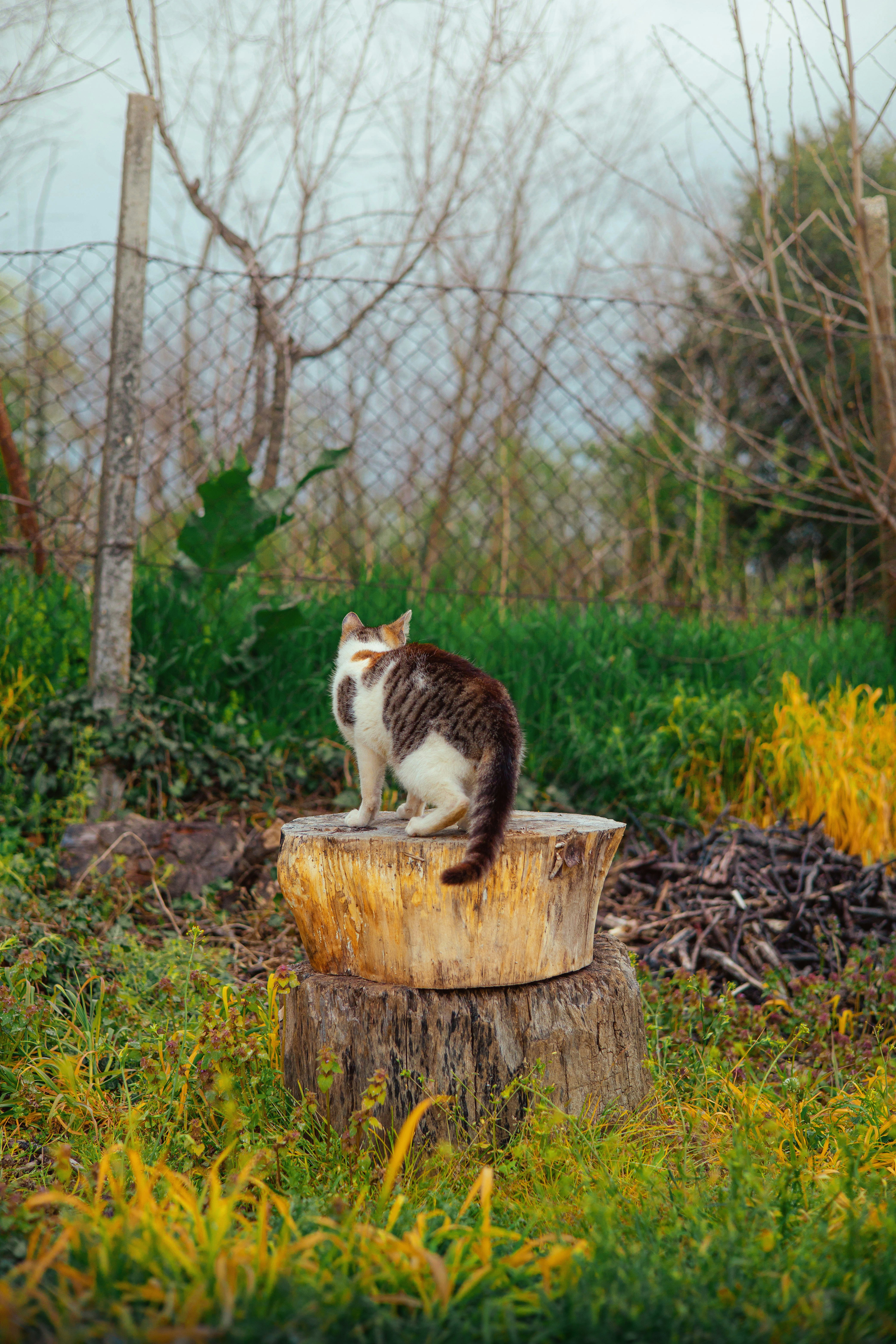 A cat sitting on top of a tree stump photo – Free Cat Image on Unsplash