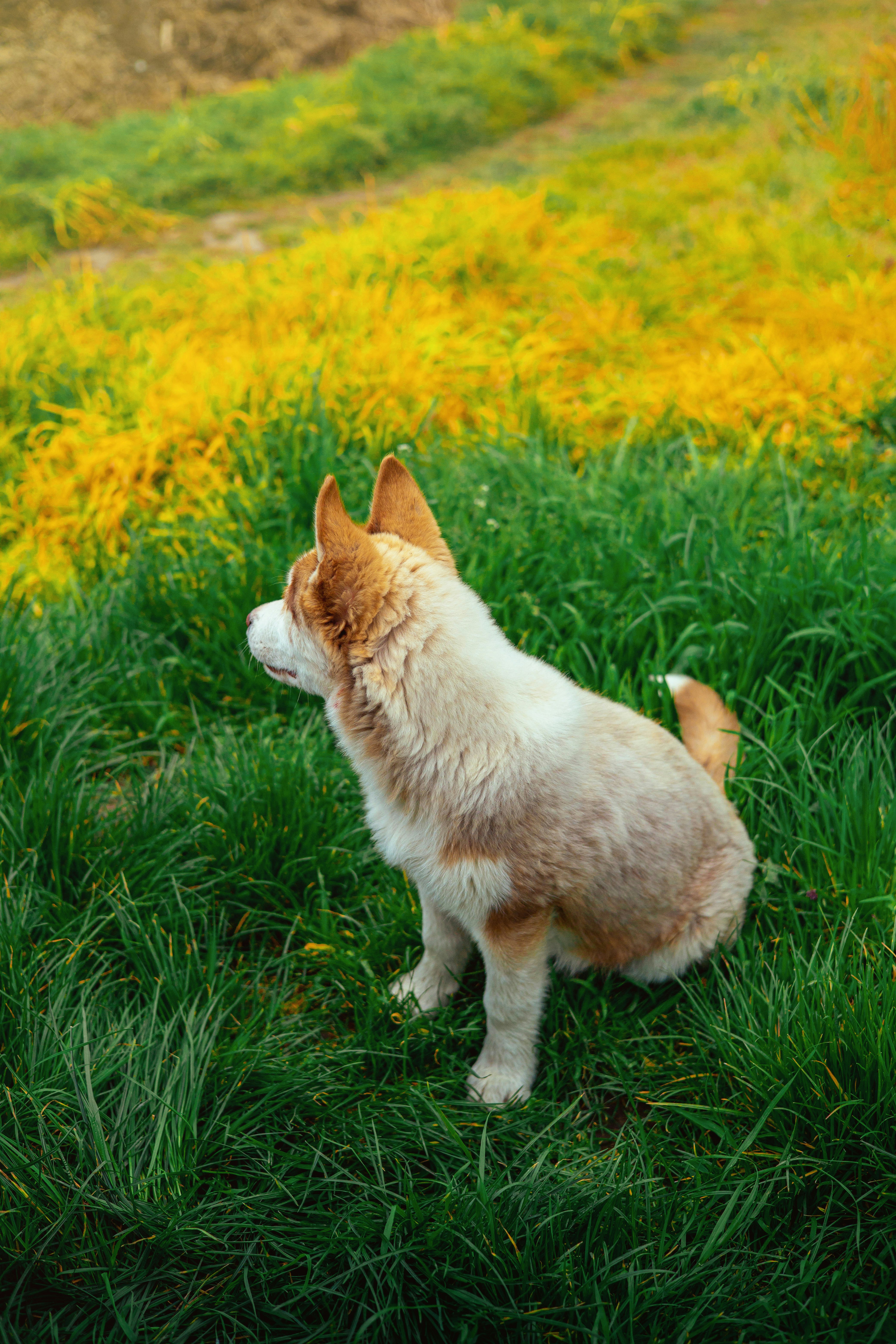 Amber Meadow Moment: A Cream-Hued Hound in a Field of Gold