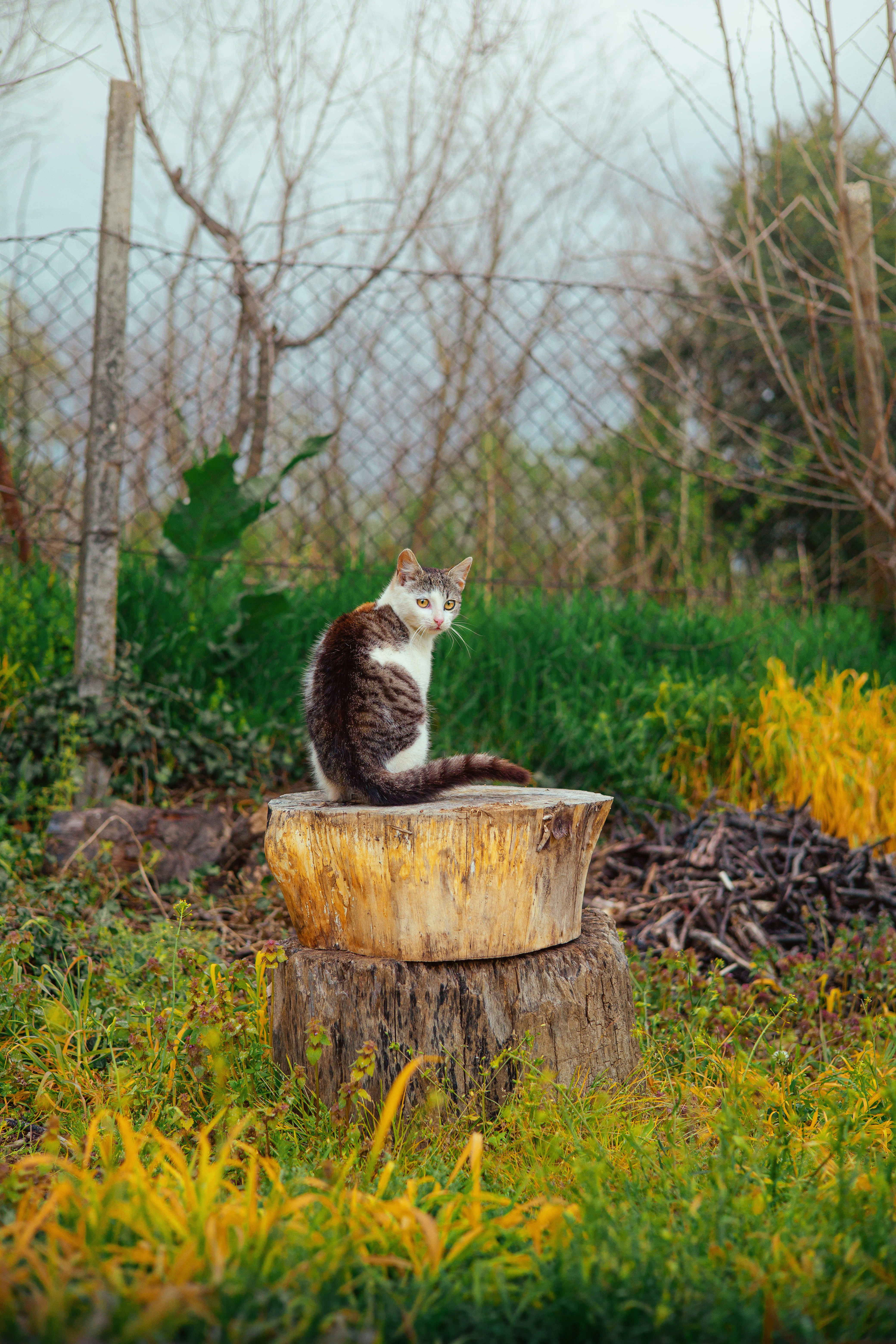 A cat sitting on top of a tree stump photo – Free Romania Image on Unsplash