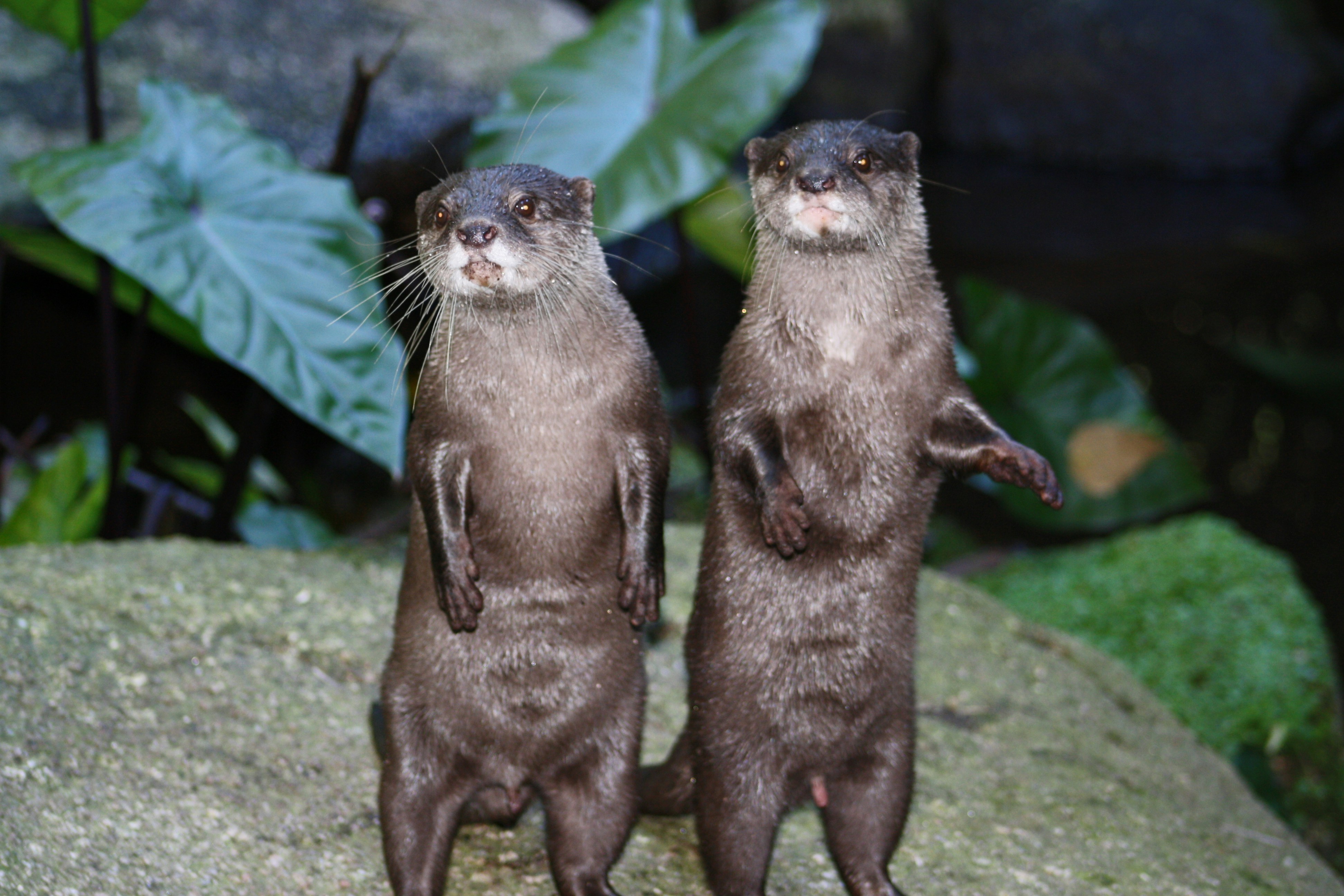 Foto Dos nutrias de pie sobre sus patas traseras en una roca – Imagen ...