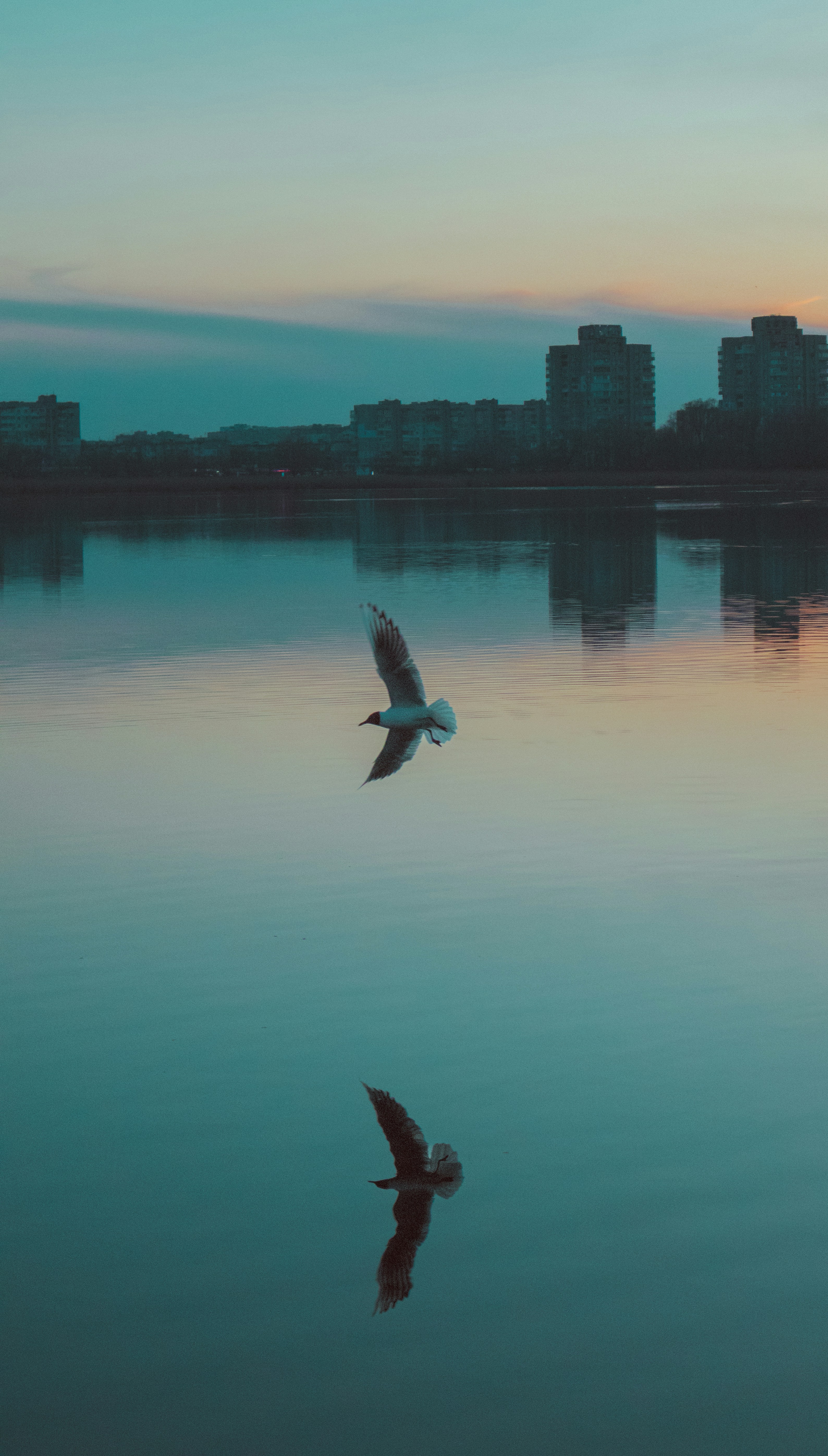 Twin Seascapes: A Seagull's Quiet Plane Over Calm Waters