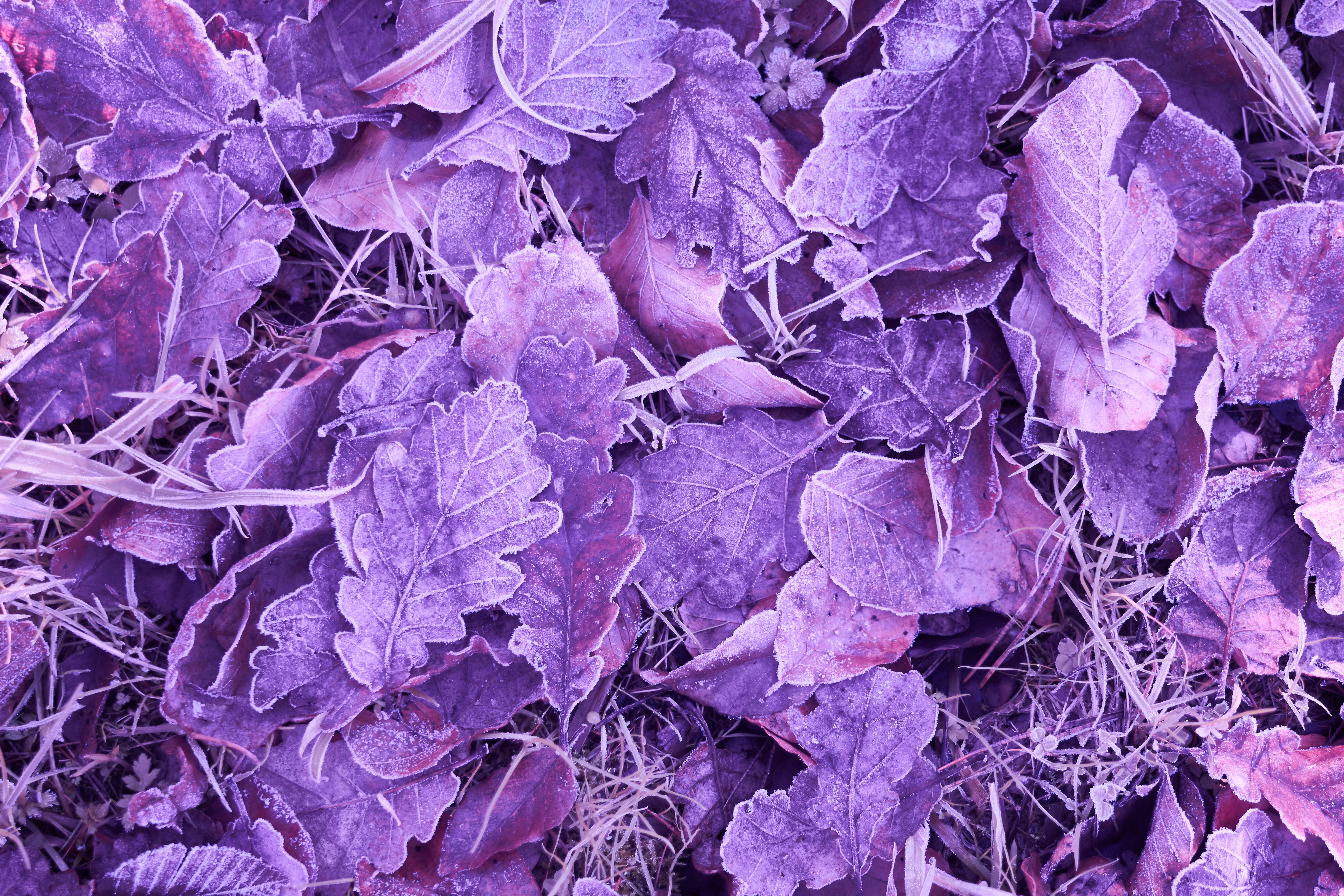 Violet Leaf Carpet: Quiet Textures in Autumnal Hues