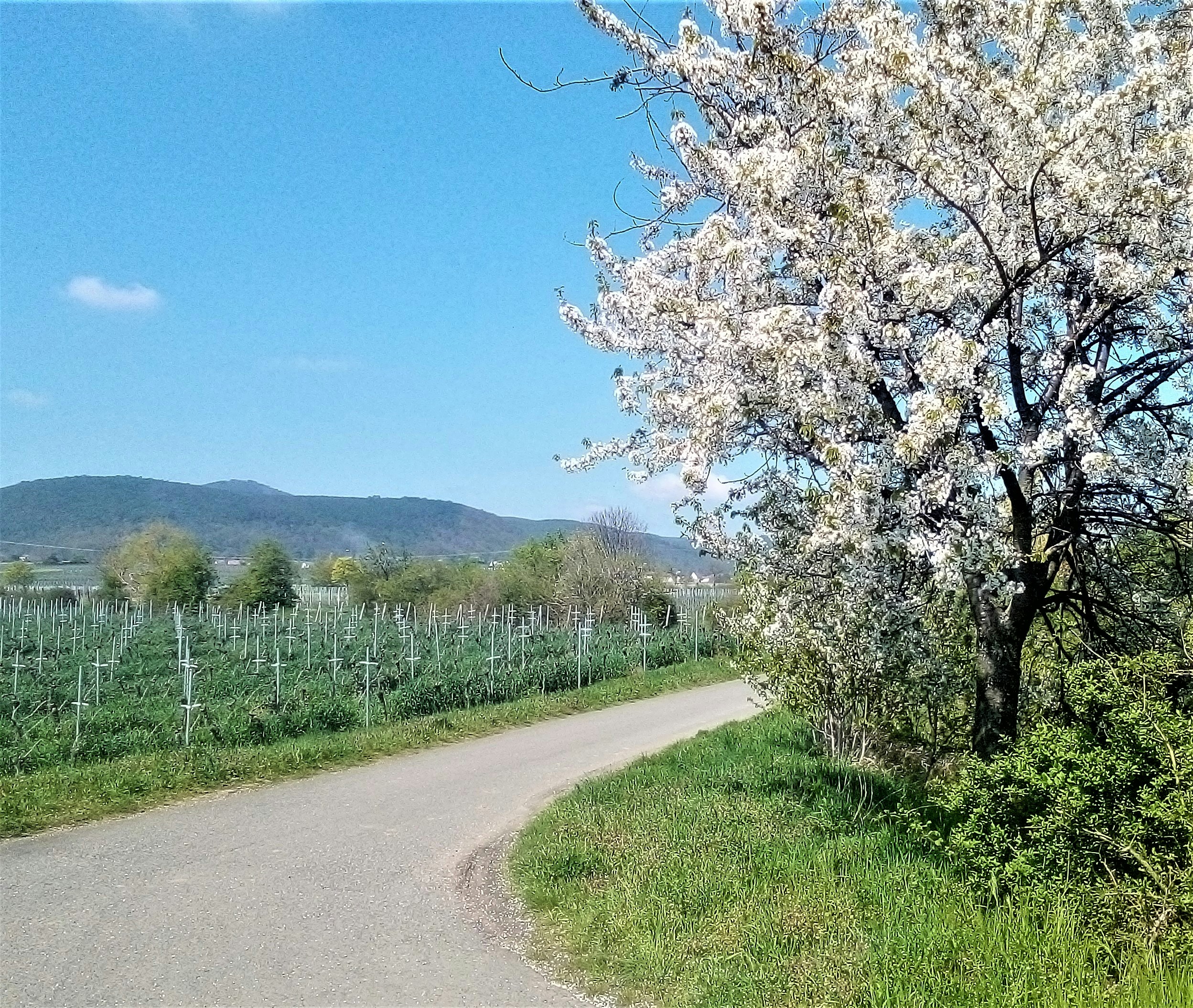 a tree with white flowers on the side of a road