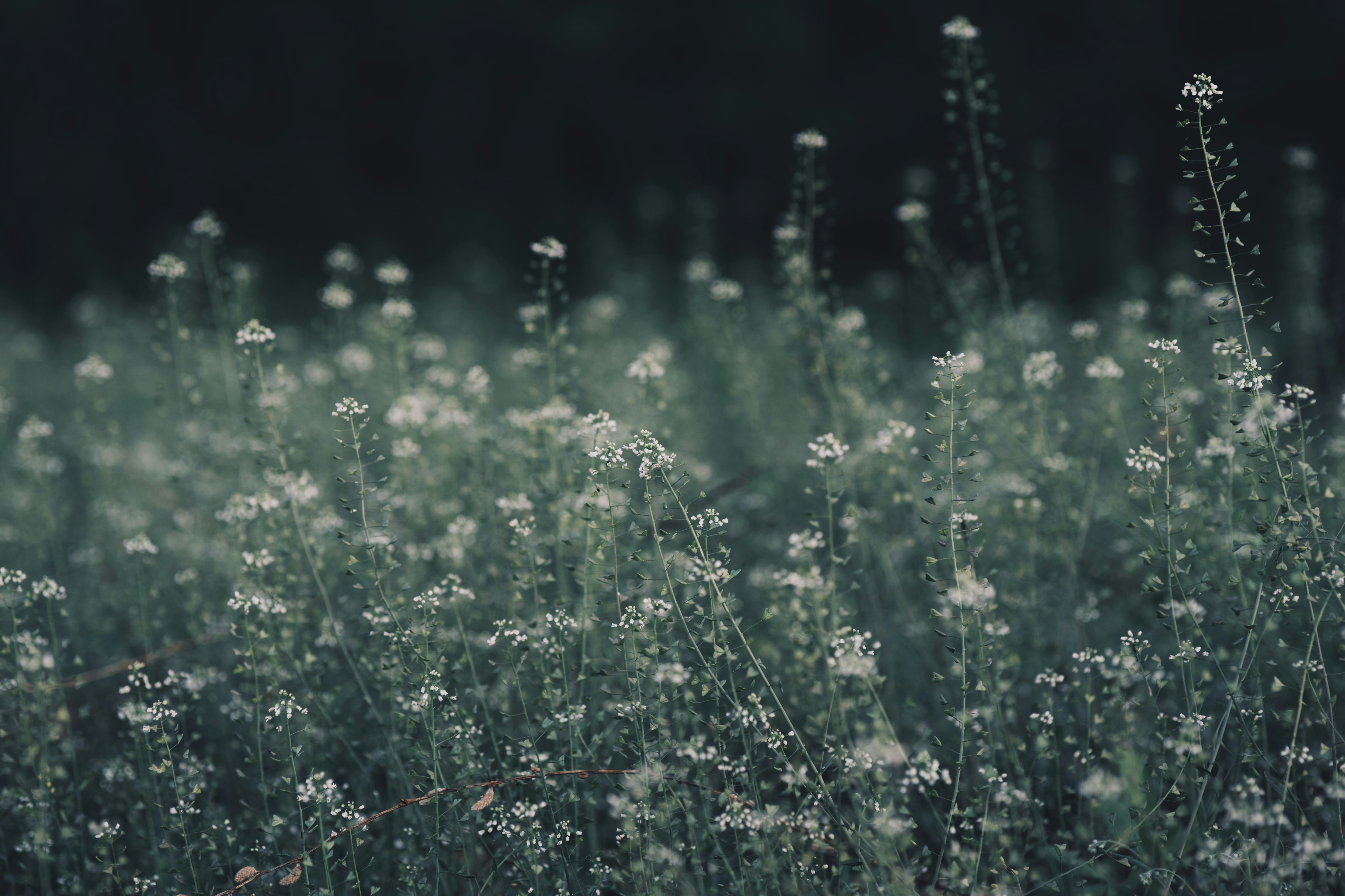Delicate white flowers sway gently in a tranquil meadow, creating a serene atmosphere. The soft focus enhances the ethereal quality of the scene.