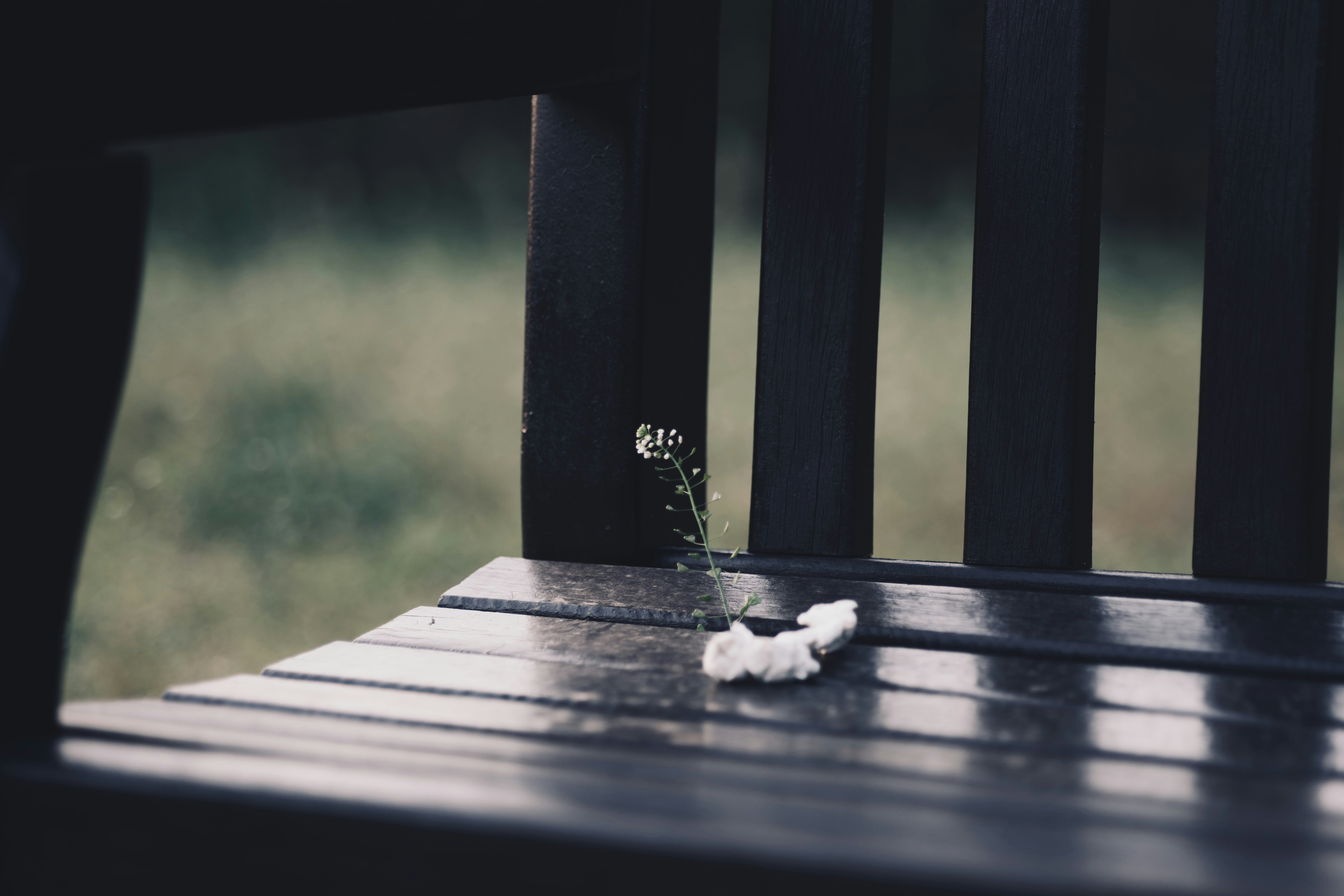 Sprout Through the Slats: A Quiet Moment on a Weathered Bench