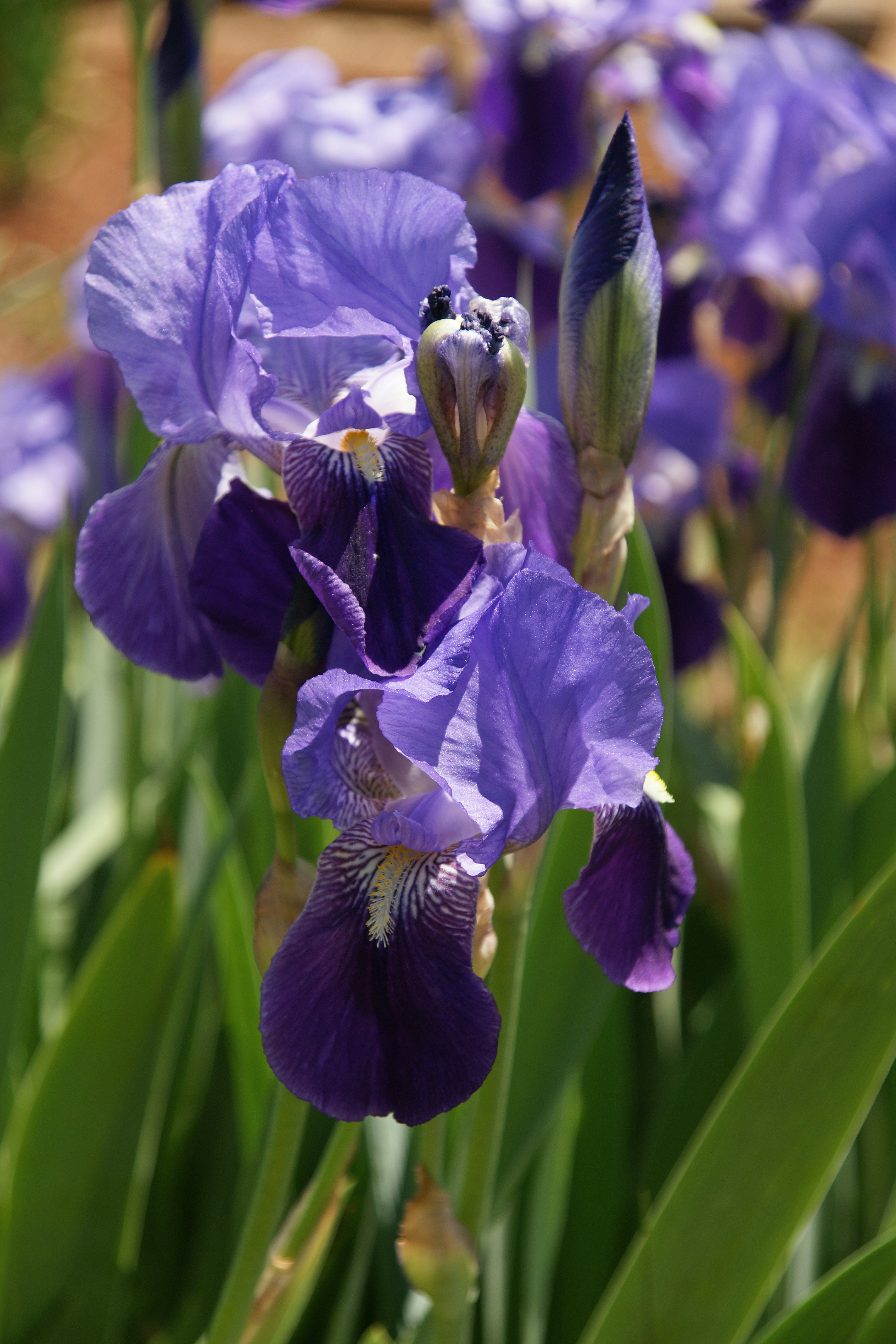 A bunch of purple flowers that are in the grass photo – Free Flower Image on Unsplash