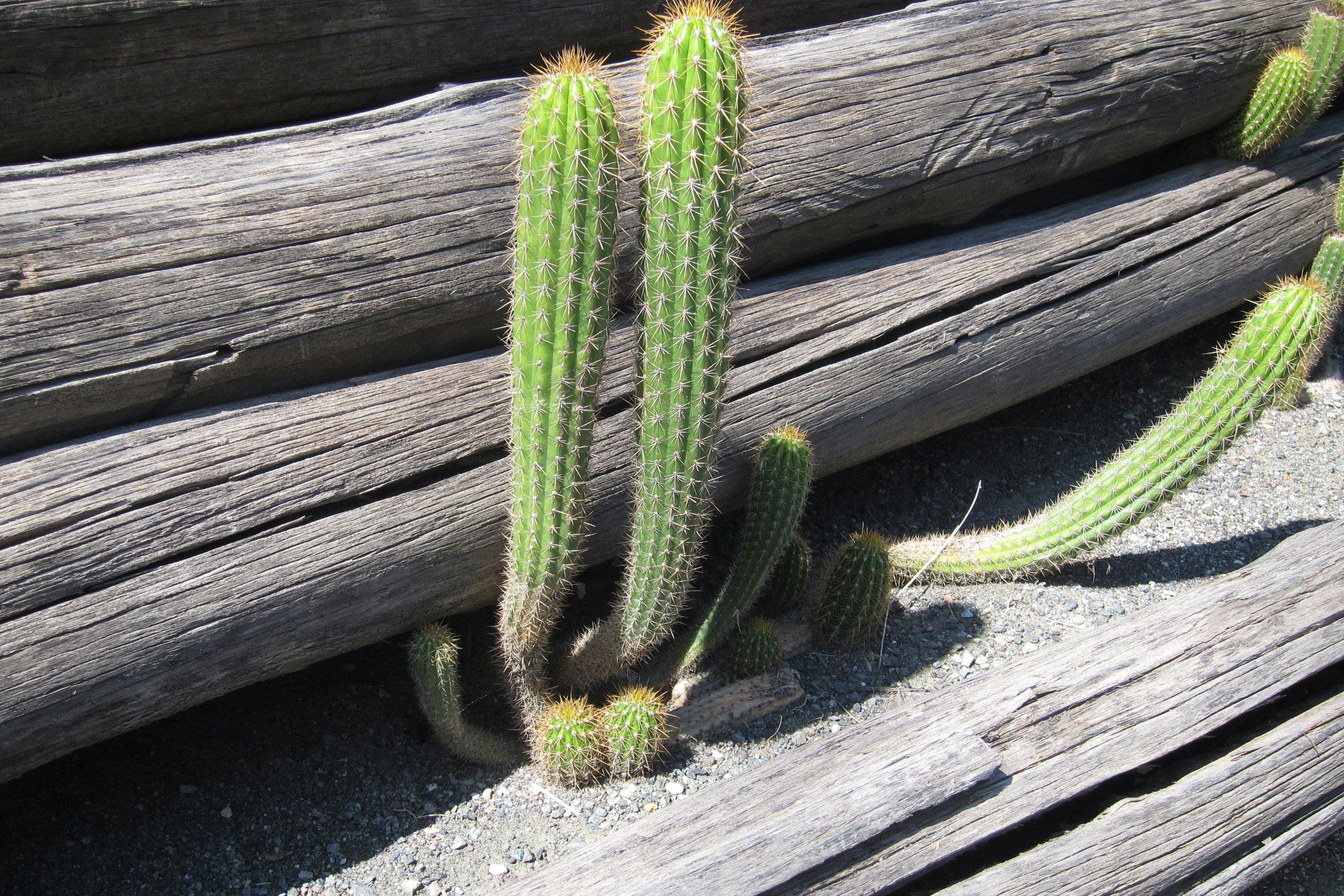A group of cactus plants next to a pile of logs photo – Free Kimberley ...