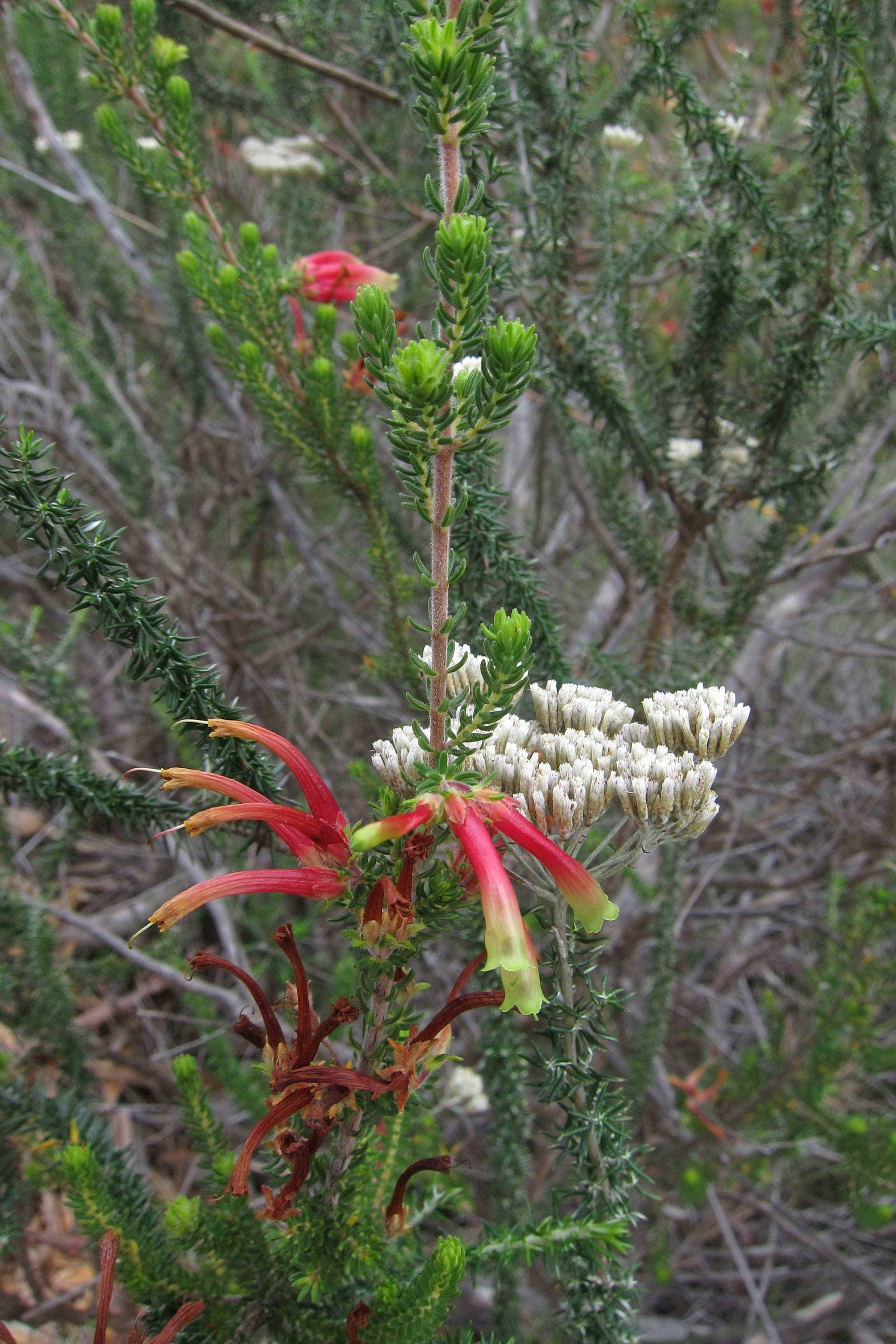 Close-up of slender evergreen stems with vivid red tubular flowers and a pale cone-like bloom amid dense shrubbery.
