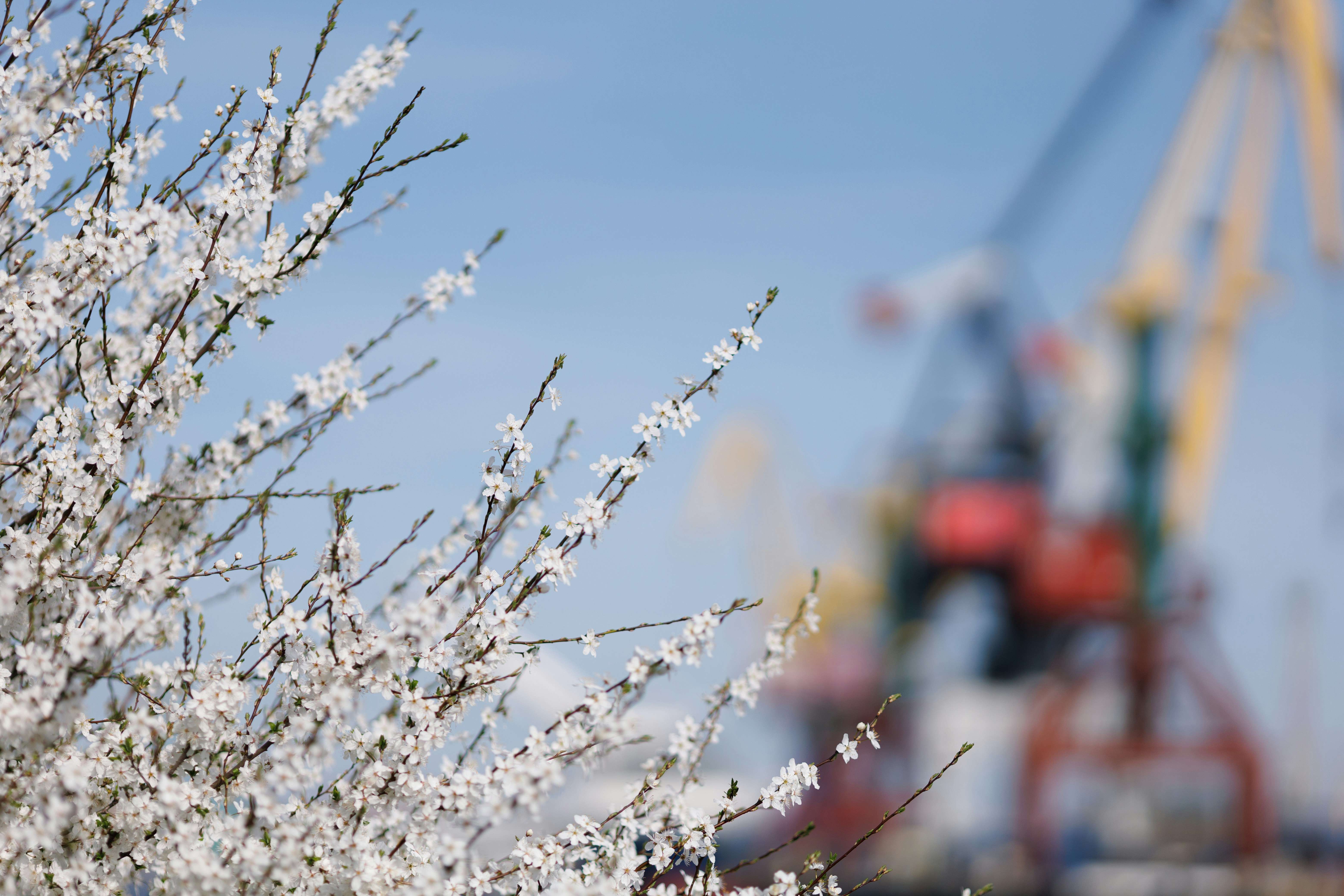 Blossoms in the Foreground, Machinery in the Background
