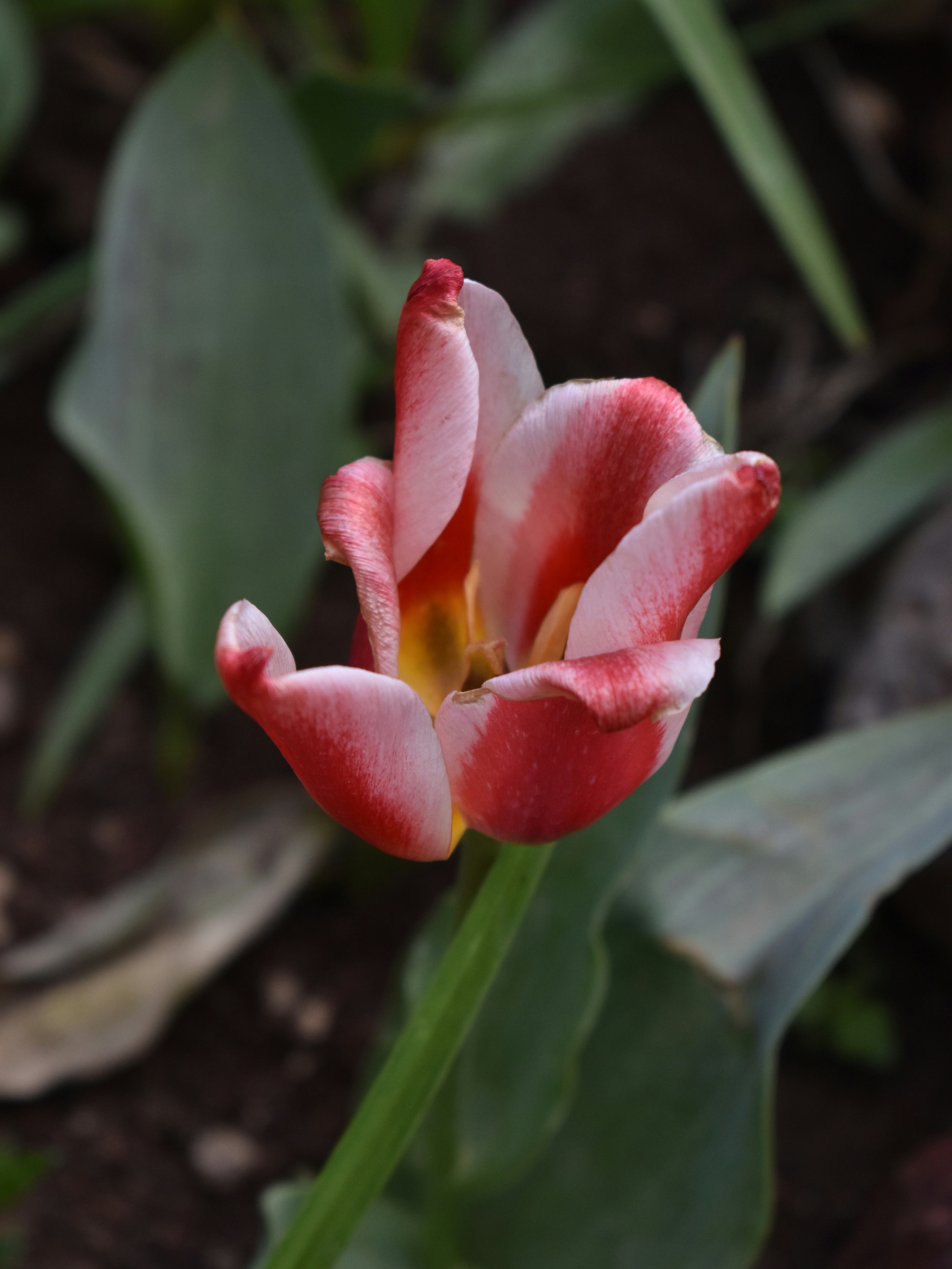 Crimson-Edged Tulip Unfurling in a Quiet Garden Bed