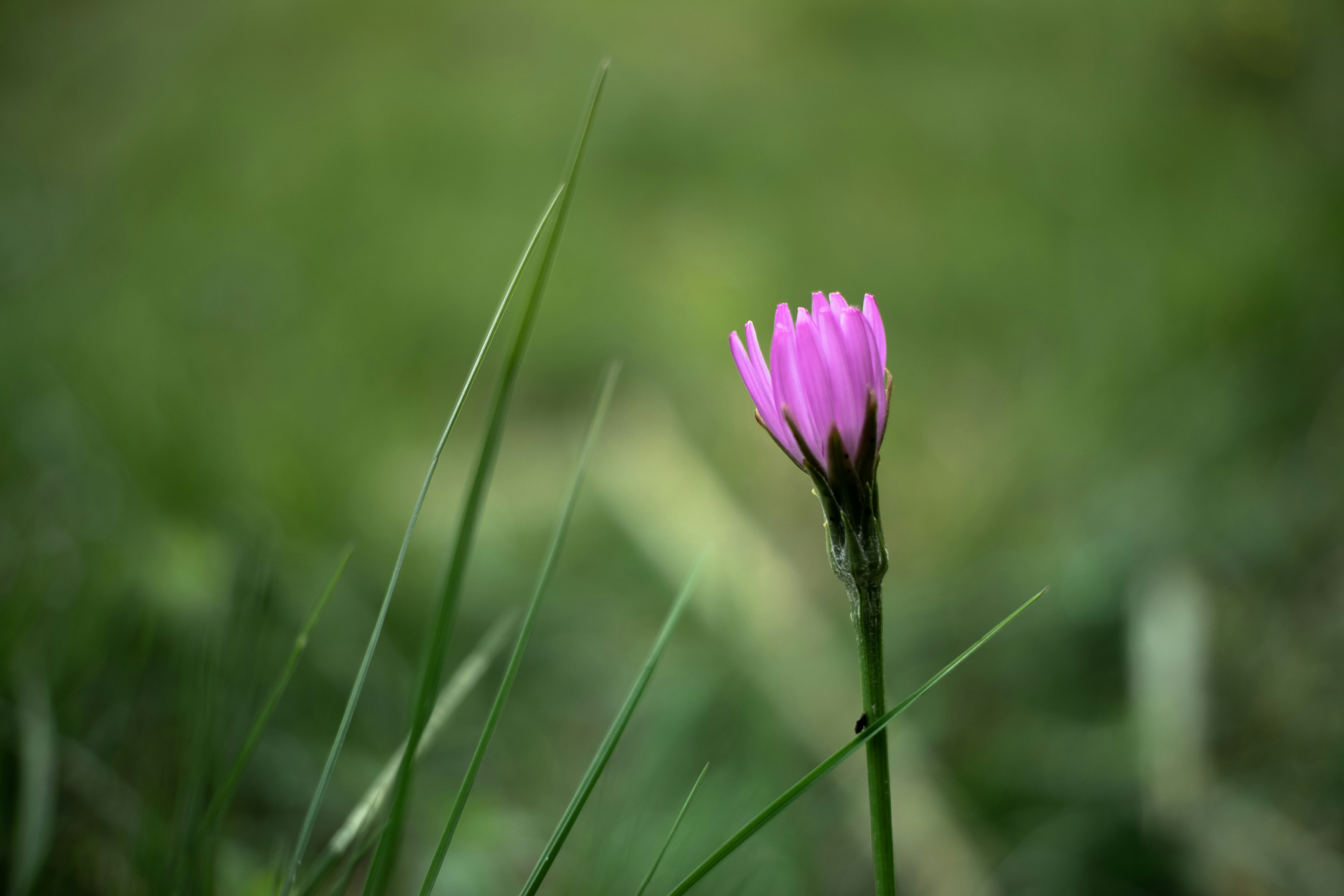 Une seule fleur violette assise au sommet d’un champ verdoyant photo ...