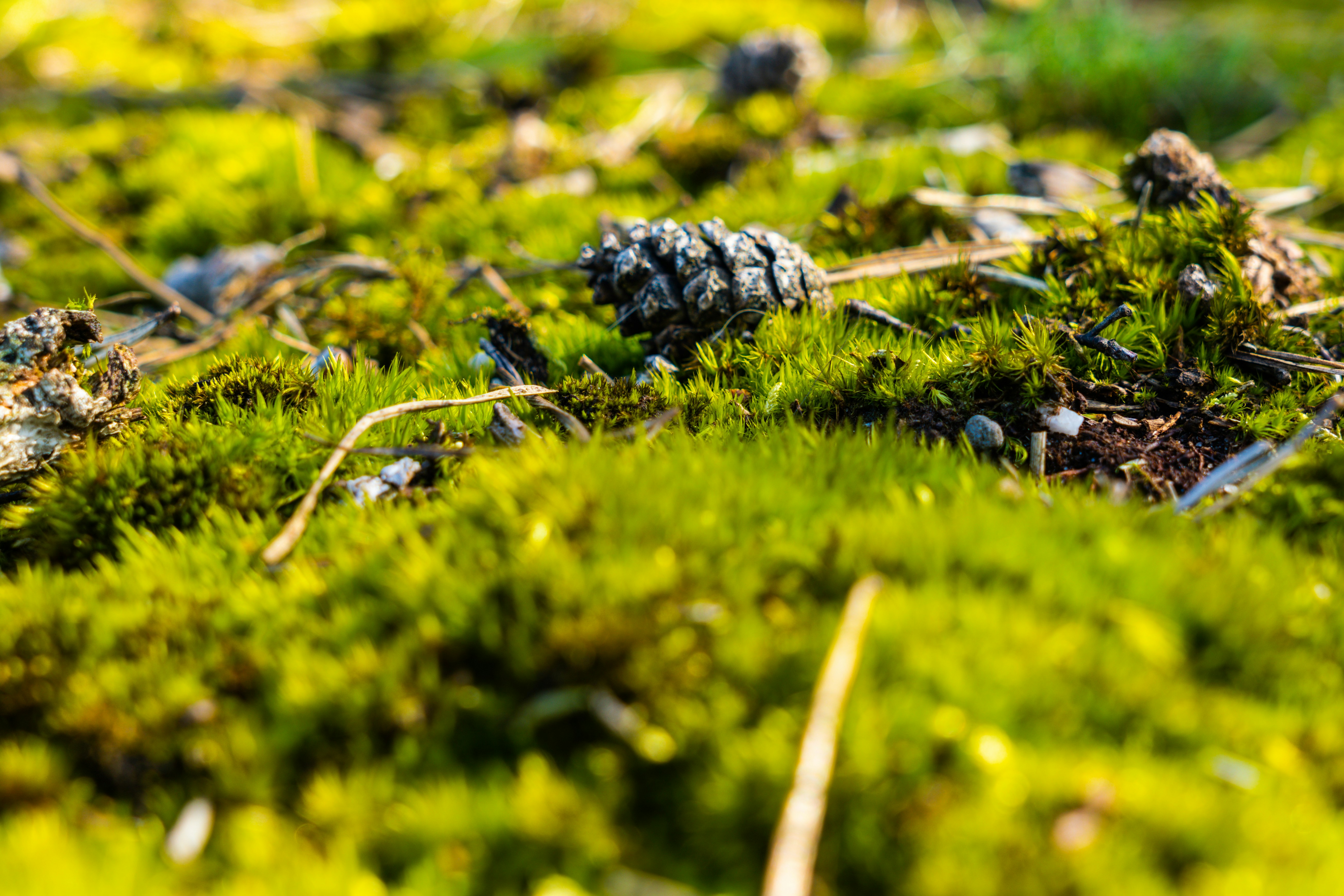 Close-up of vibrant green moss and scattered pine cones in sunlight.