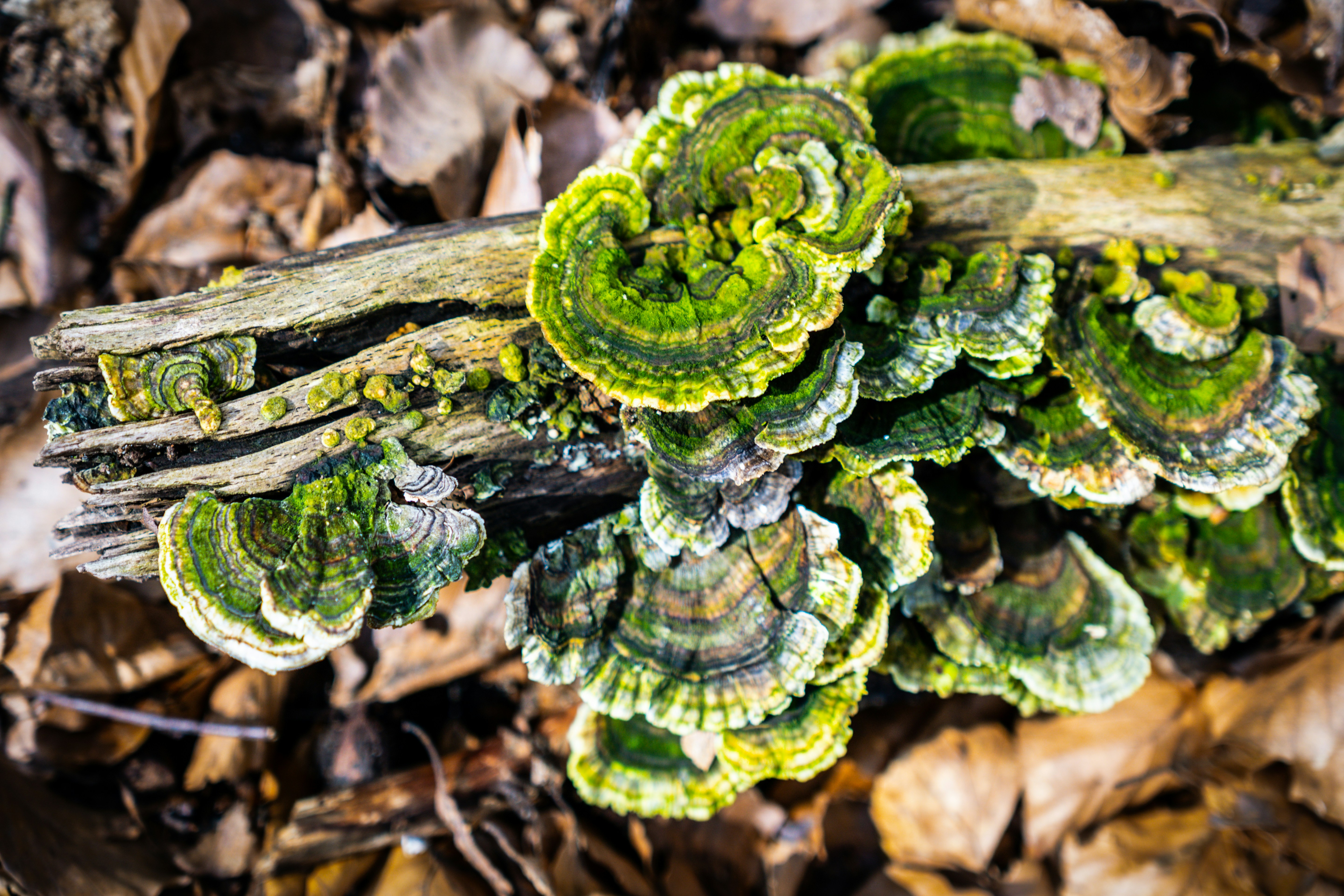 Green and white fungi growing on a decaying branch surrounded by dry leaves.