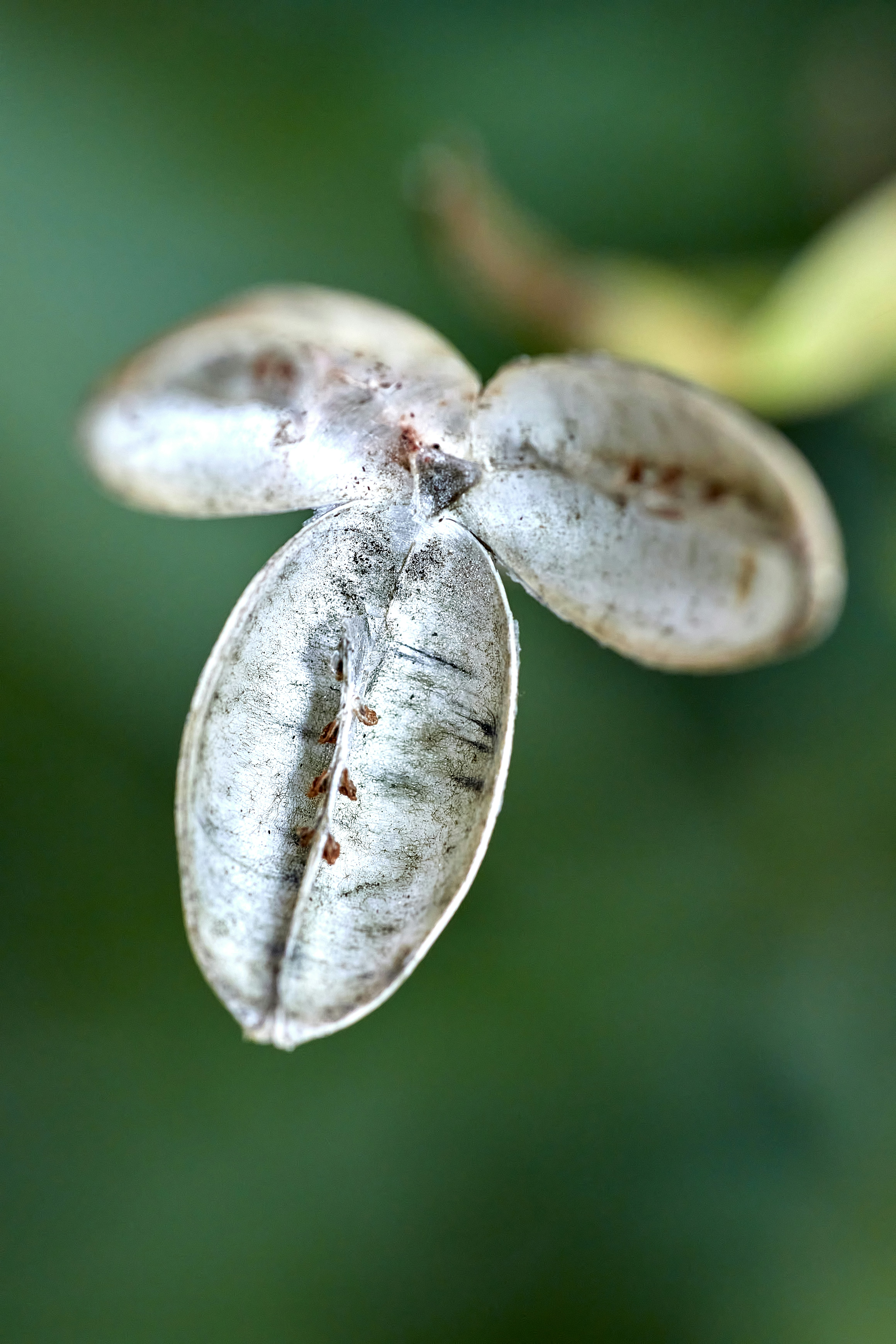 Three-Wing Seed Pod in Emerald Bokeh