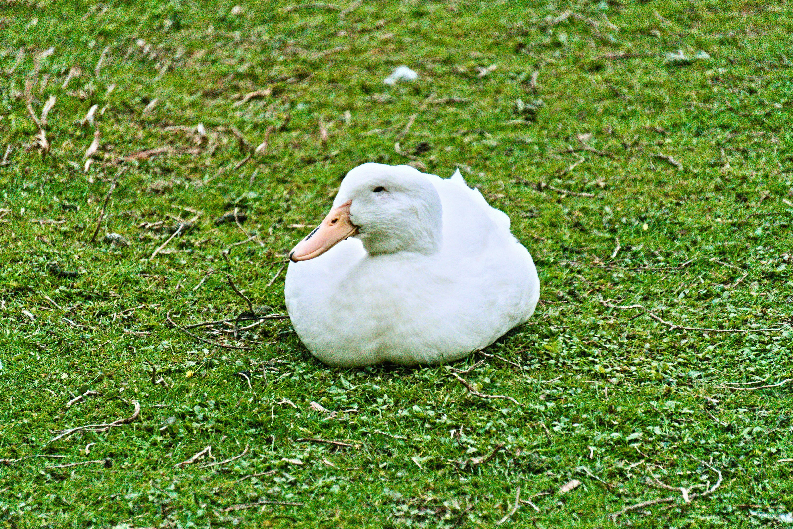A Resting White Duck on a Velvet Green Field