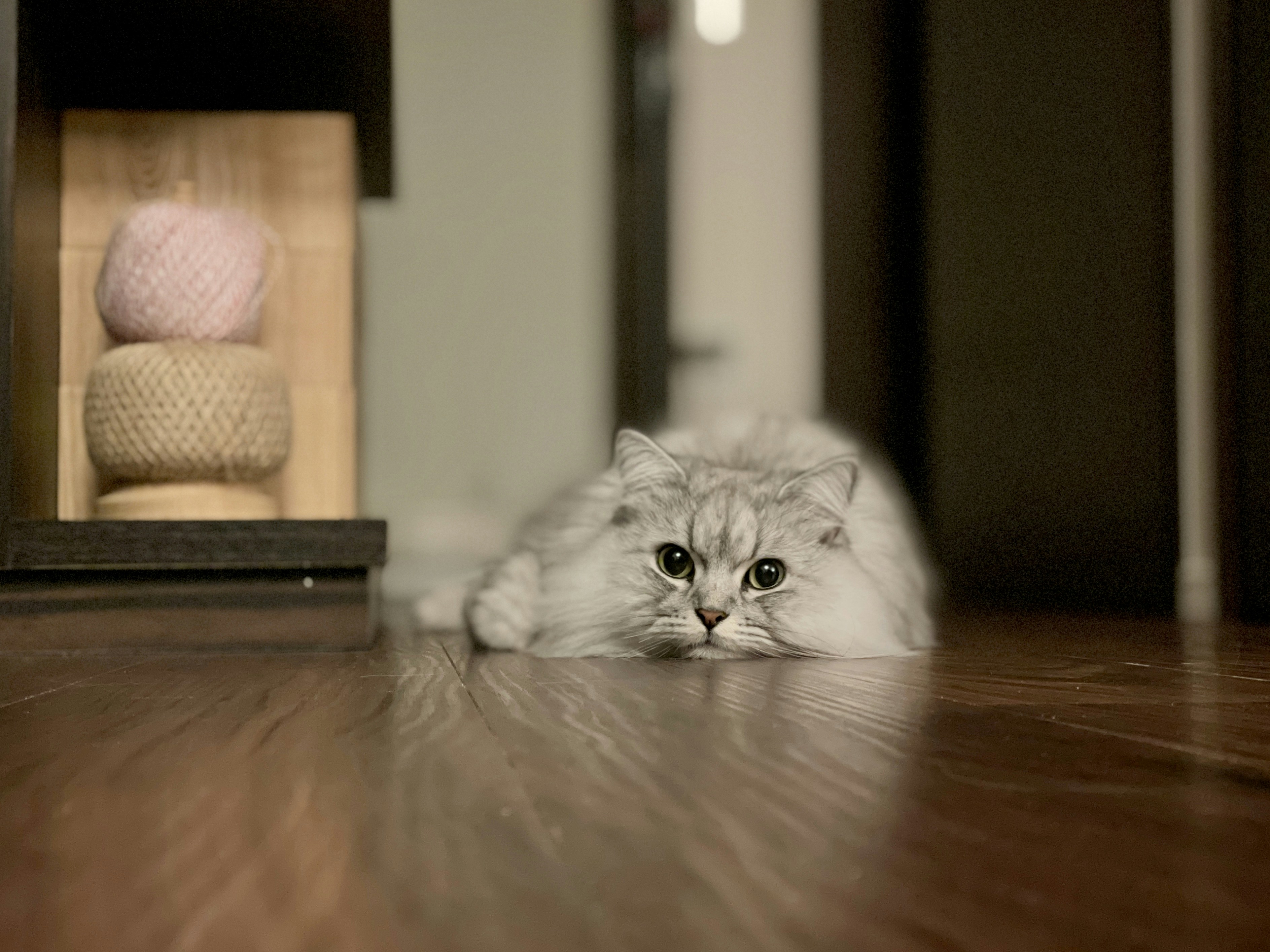 Ground-Level Gaze: A Cat Pauses on Hardwood Beside a Toy Tower
