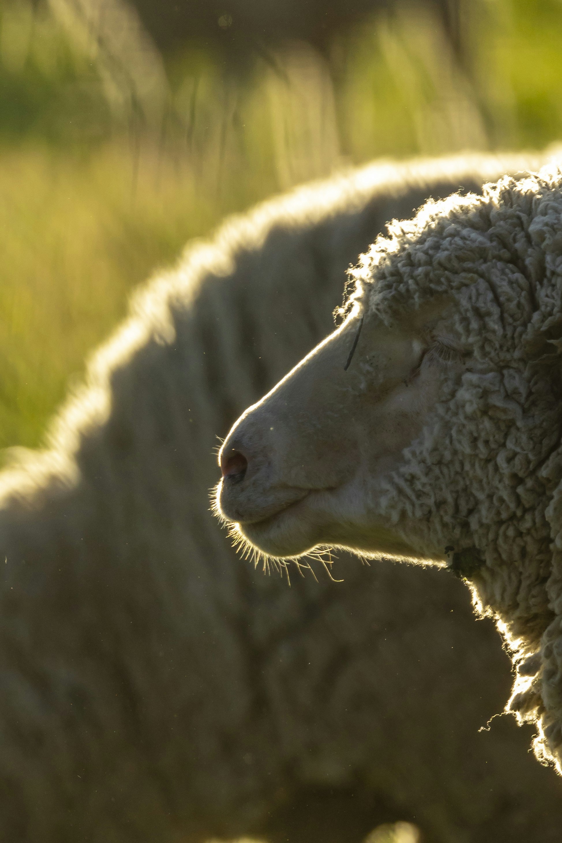 Backlit profile of a fluffy sheep at golden hour, with sun outlining the wool and face against a softly blurred background.