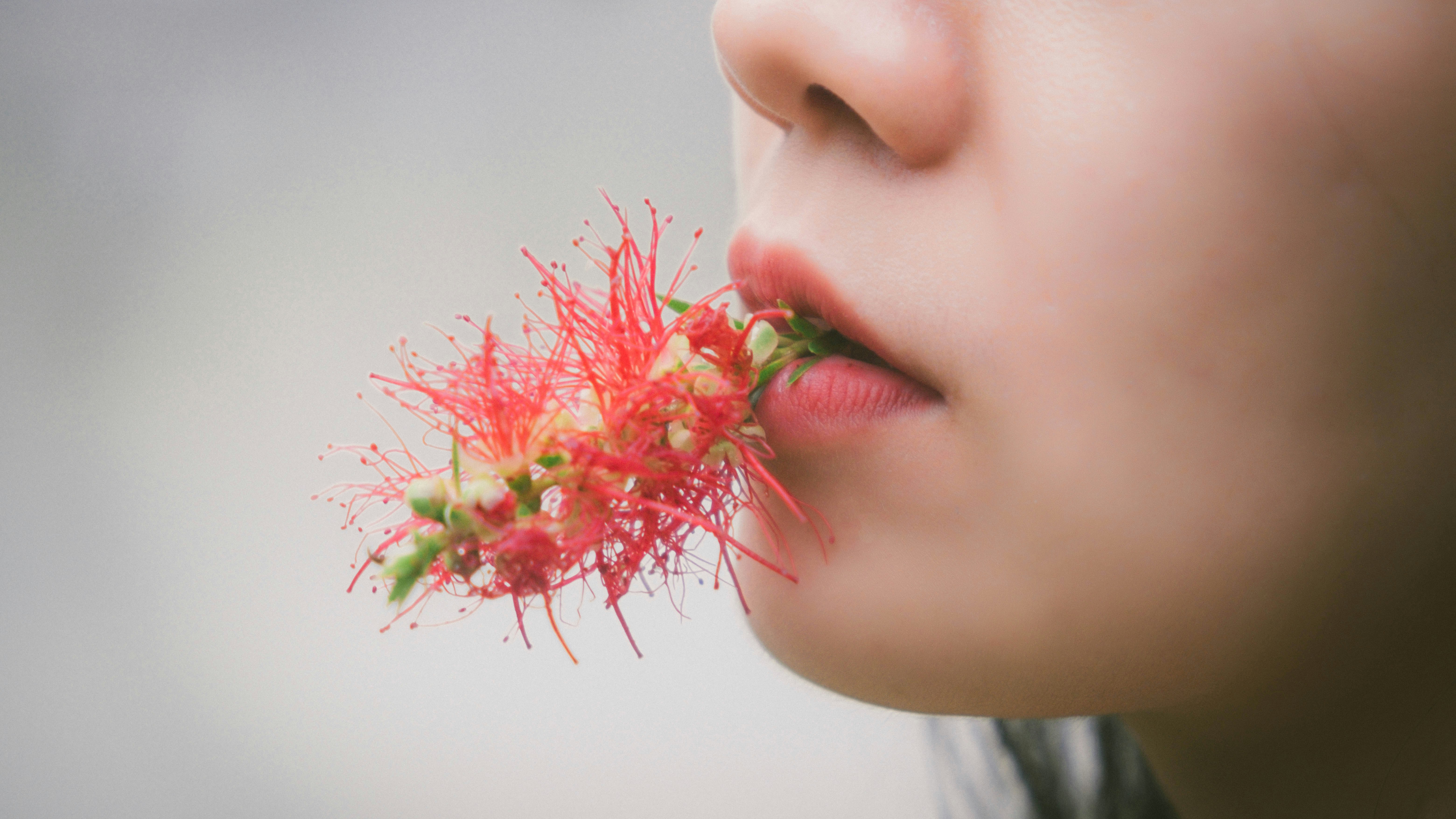 Crimson Bloom Hovering at a Gentle Lip