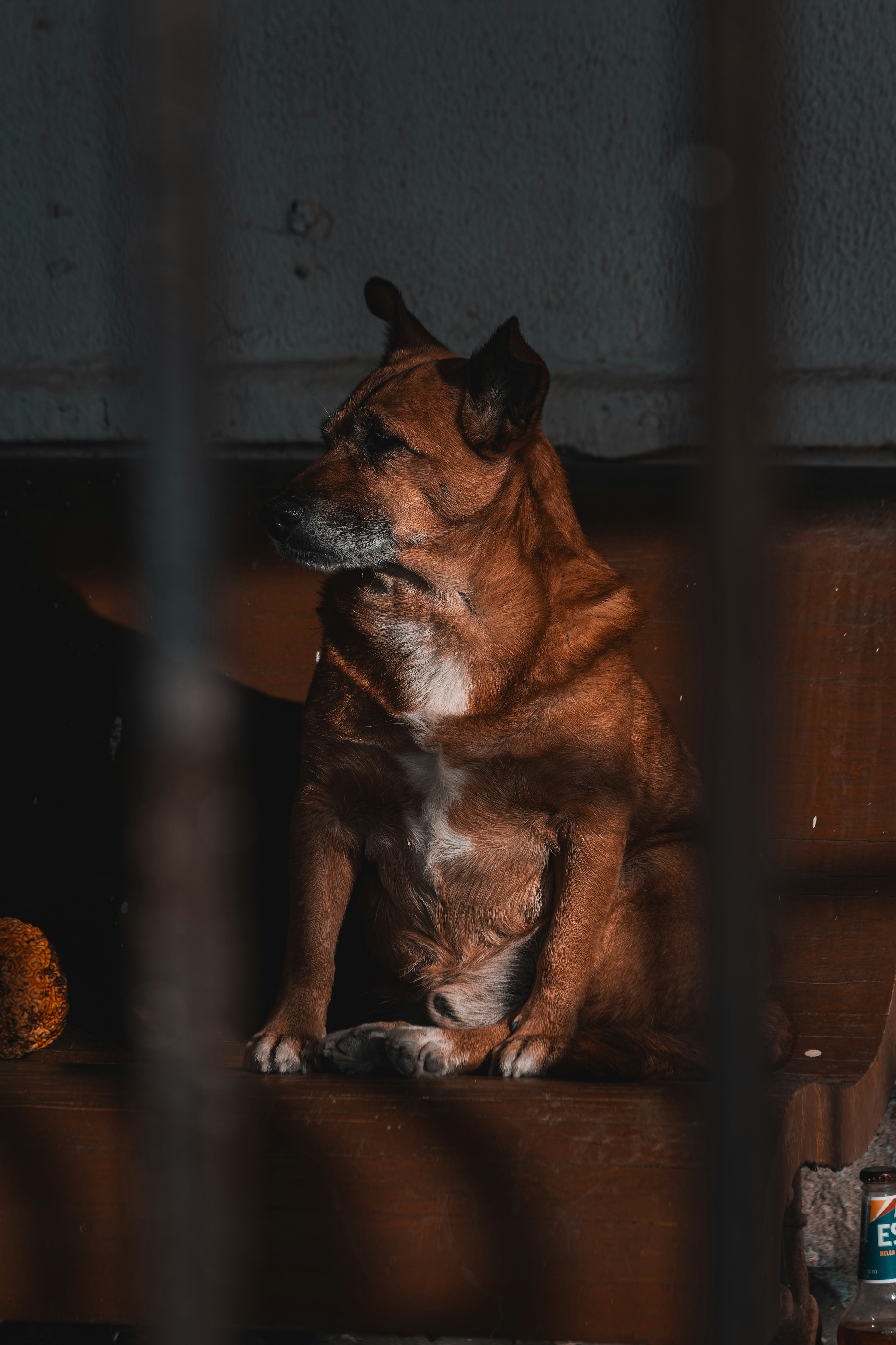 Dog sitting quietly on a bench, partially obscured by bars, with soft light illuminating its fur. 