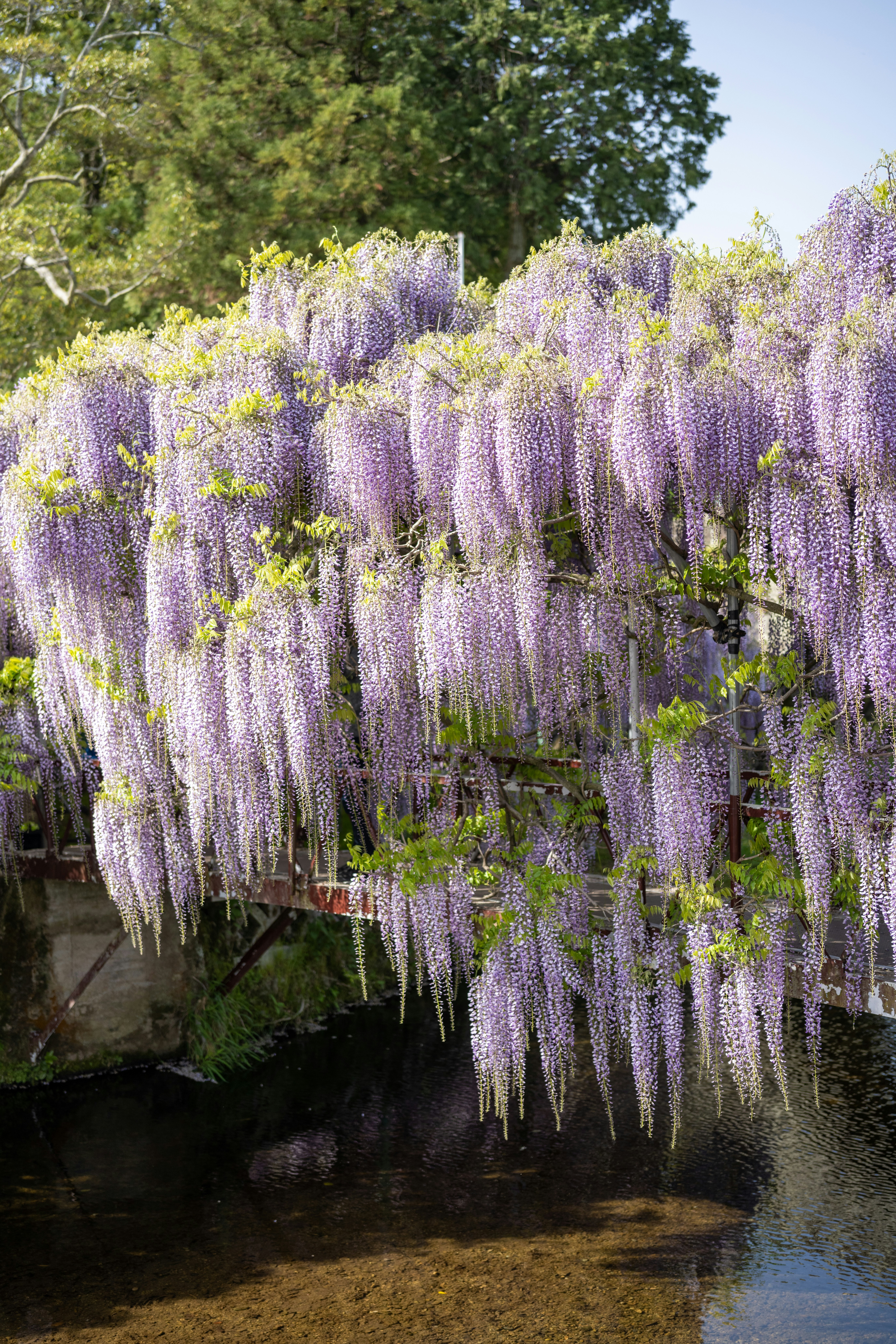 A large purple flowered tree next to a river photo – Free Plant Image ...
