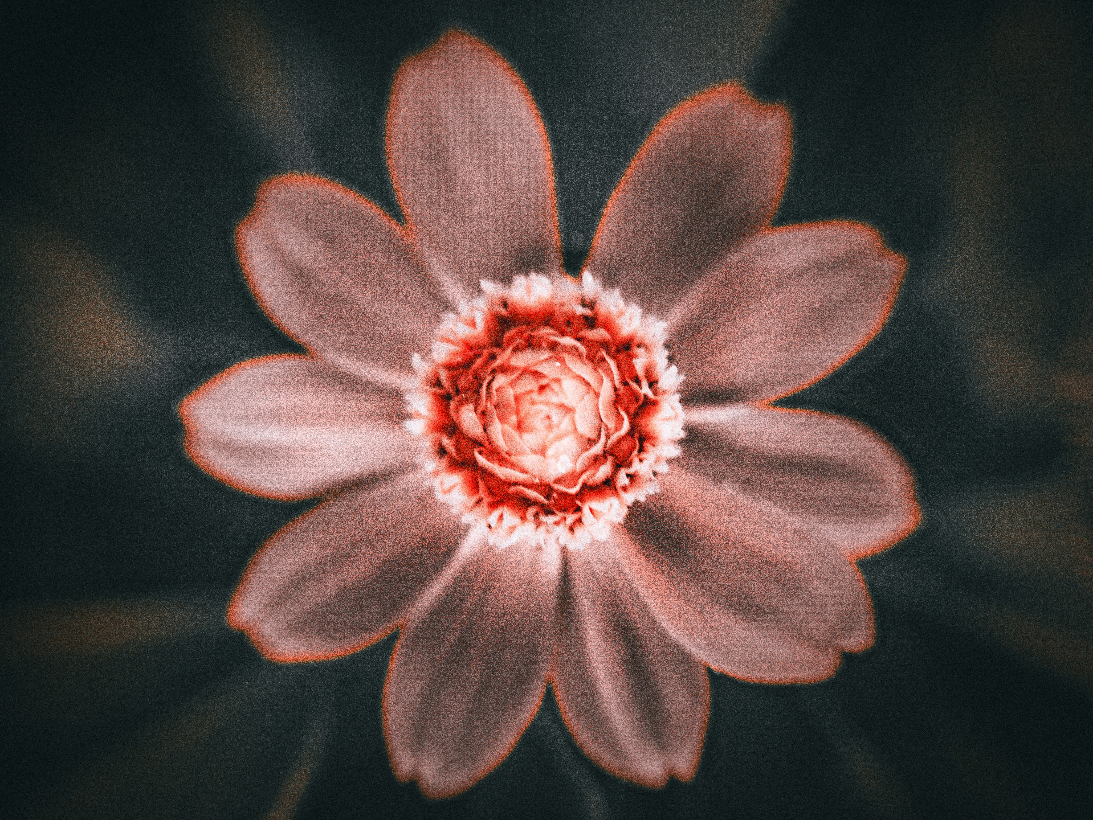 Core of Coral: A Macro Portrait of a Bloom in Velvet Blur