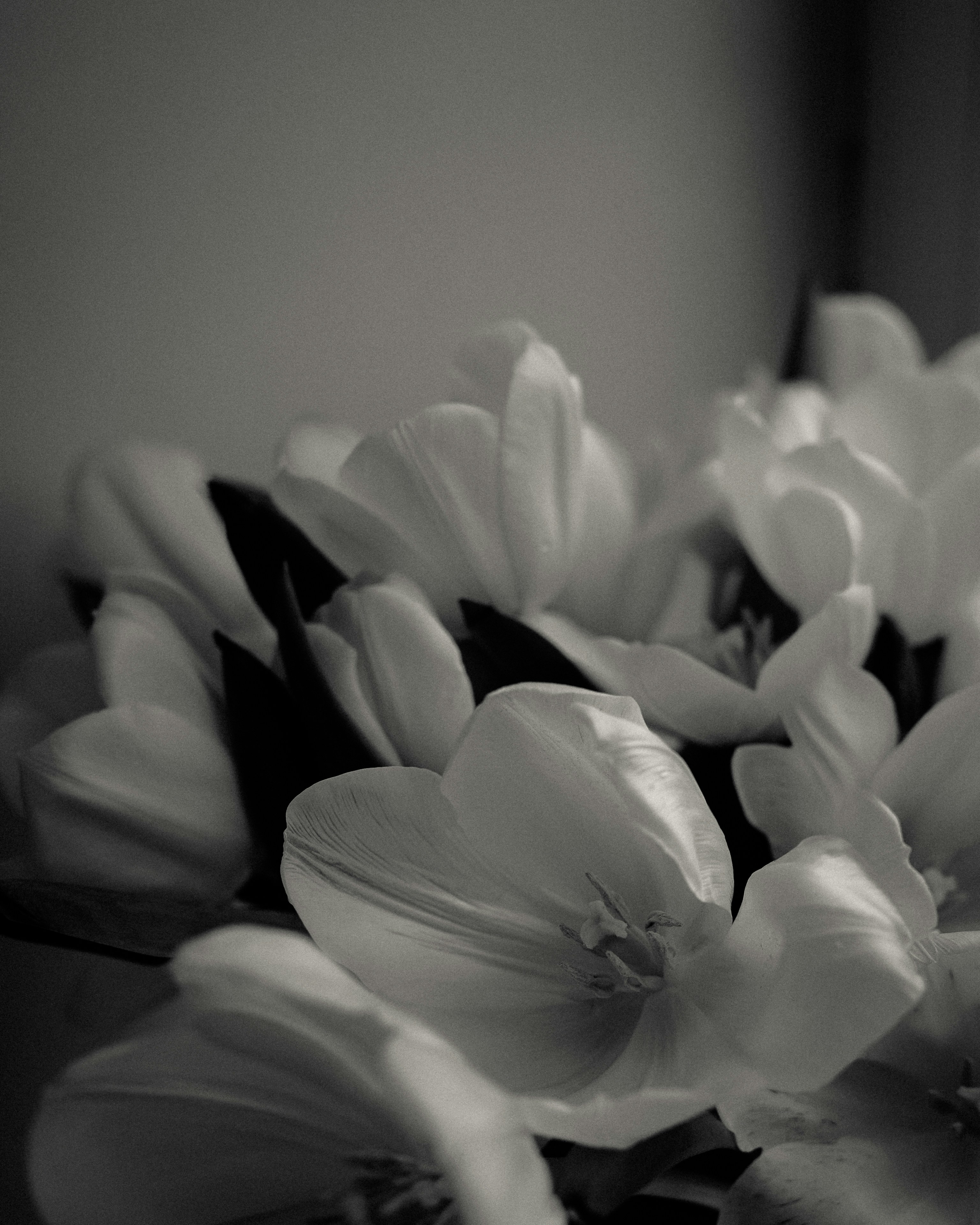Monochrome Petal Focus: A Quiet Close-Up of a Bouquet