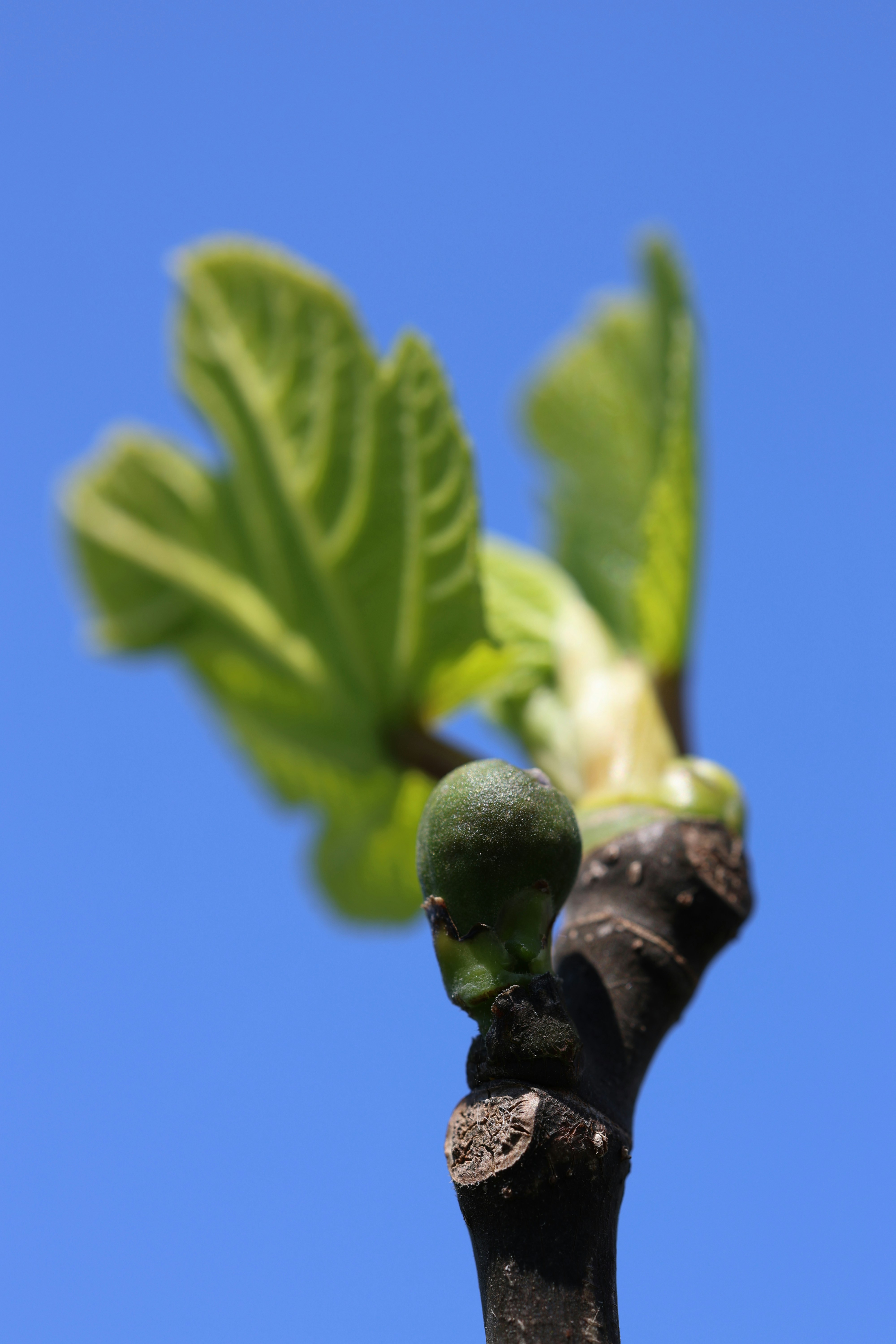 Tiny fig and fresh spring leaves on a dark branch reaching toward a blue sky