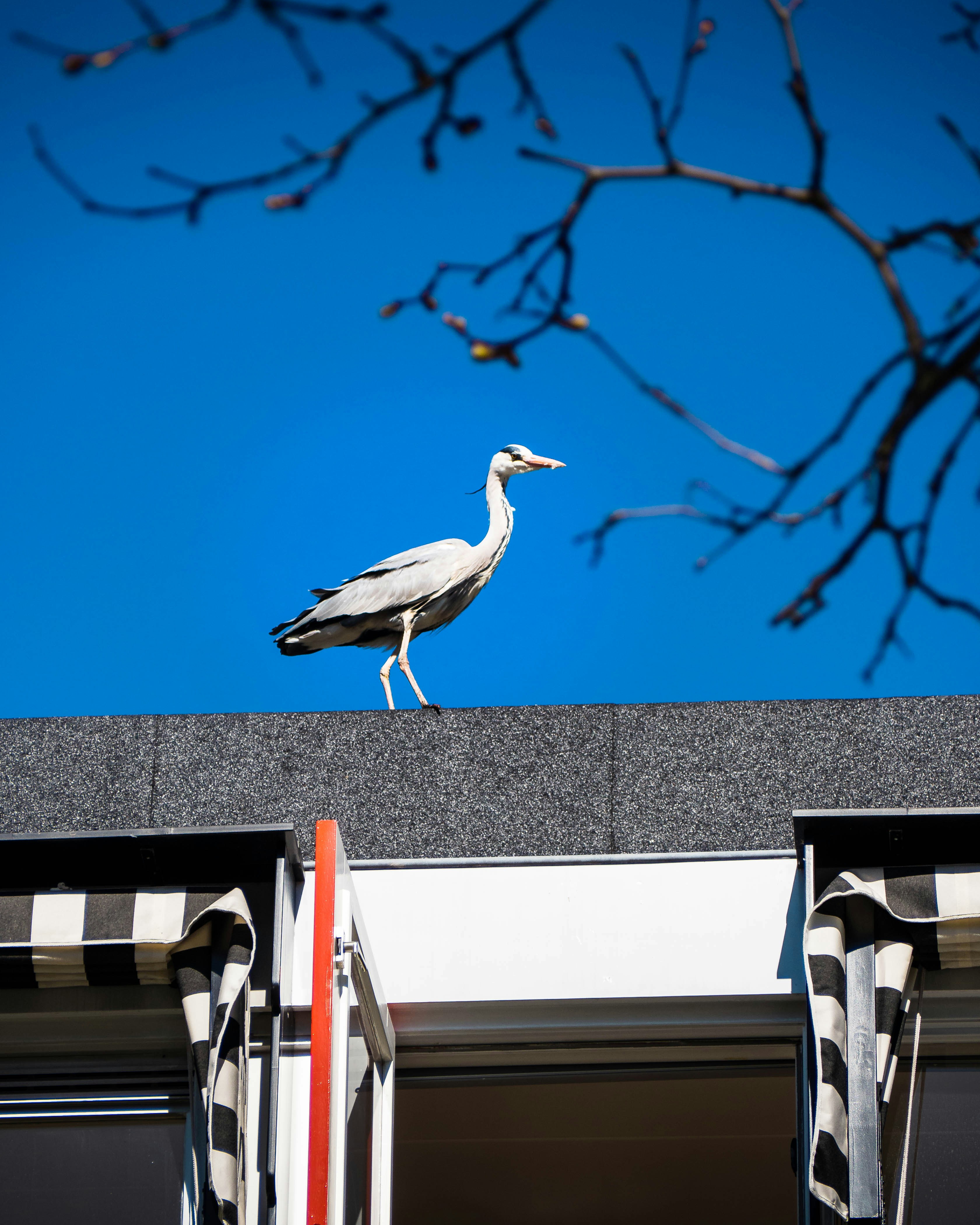 Heron on a sunlit roof: a quiet perch above the city edge