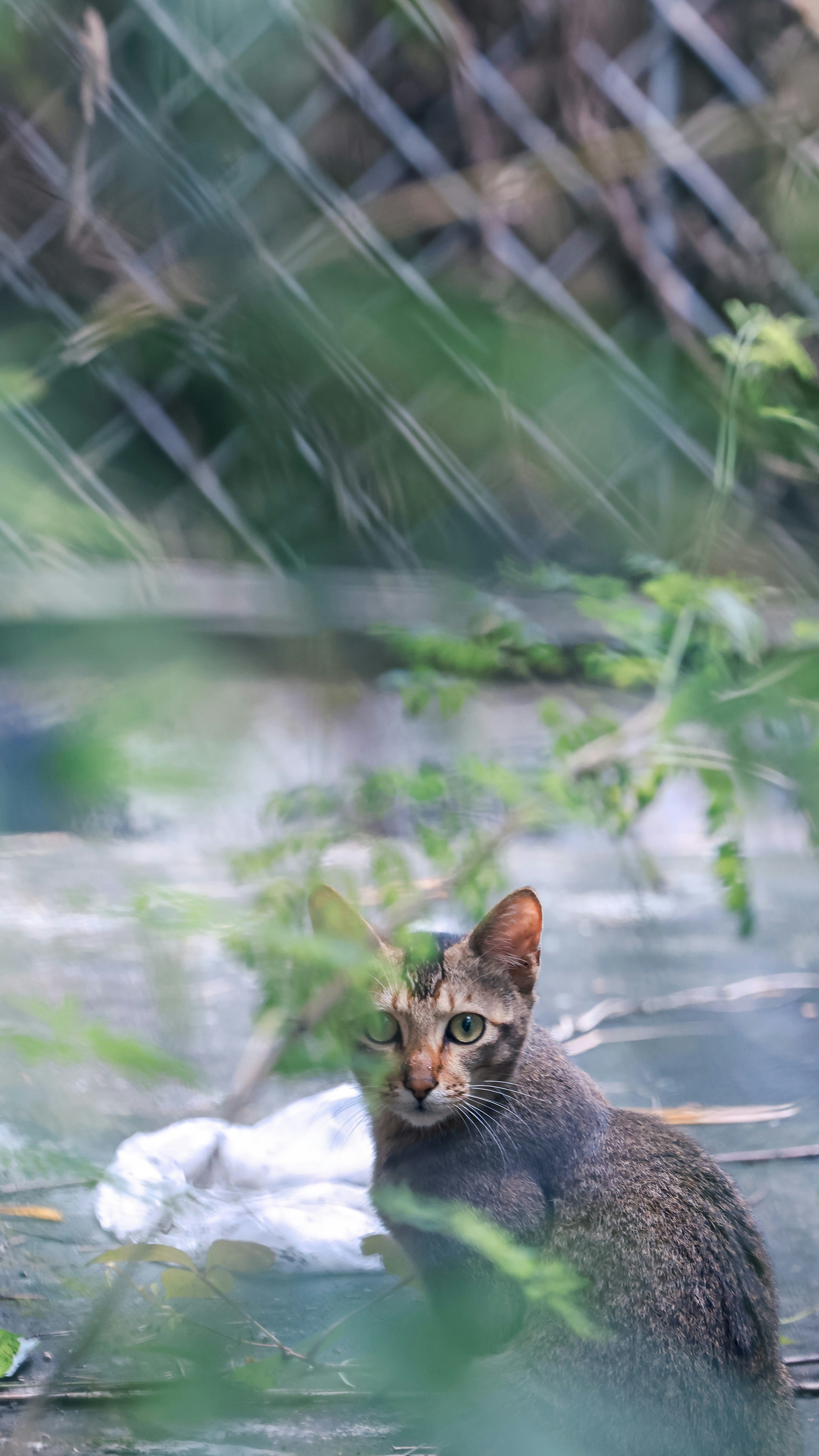 Wary tabby on the riverbank, framed by a mesh of light and fence