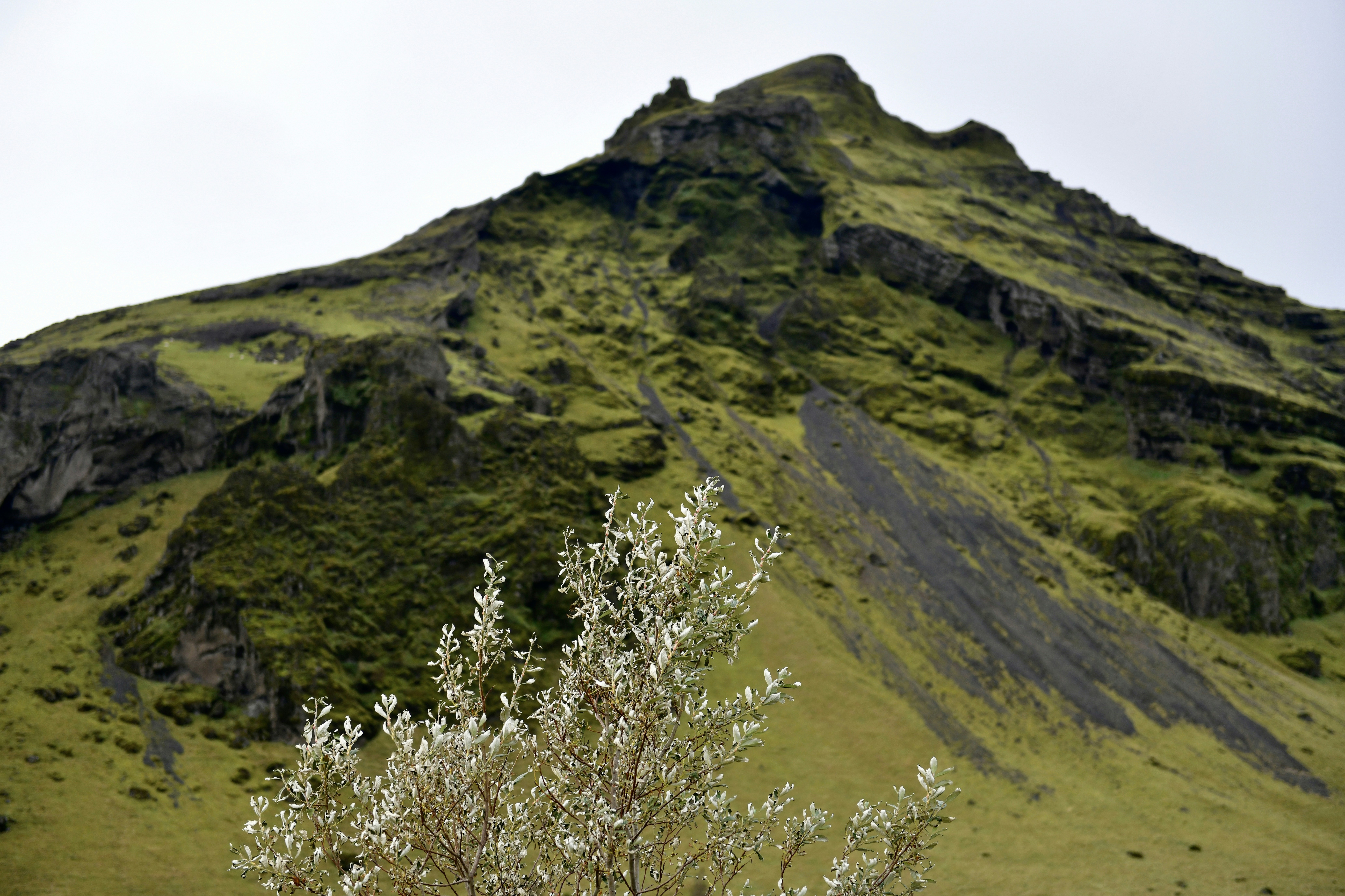 Emerald Peak Above Silent White Blossoms