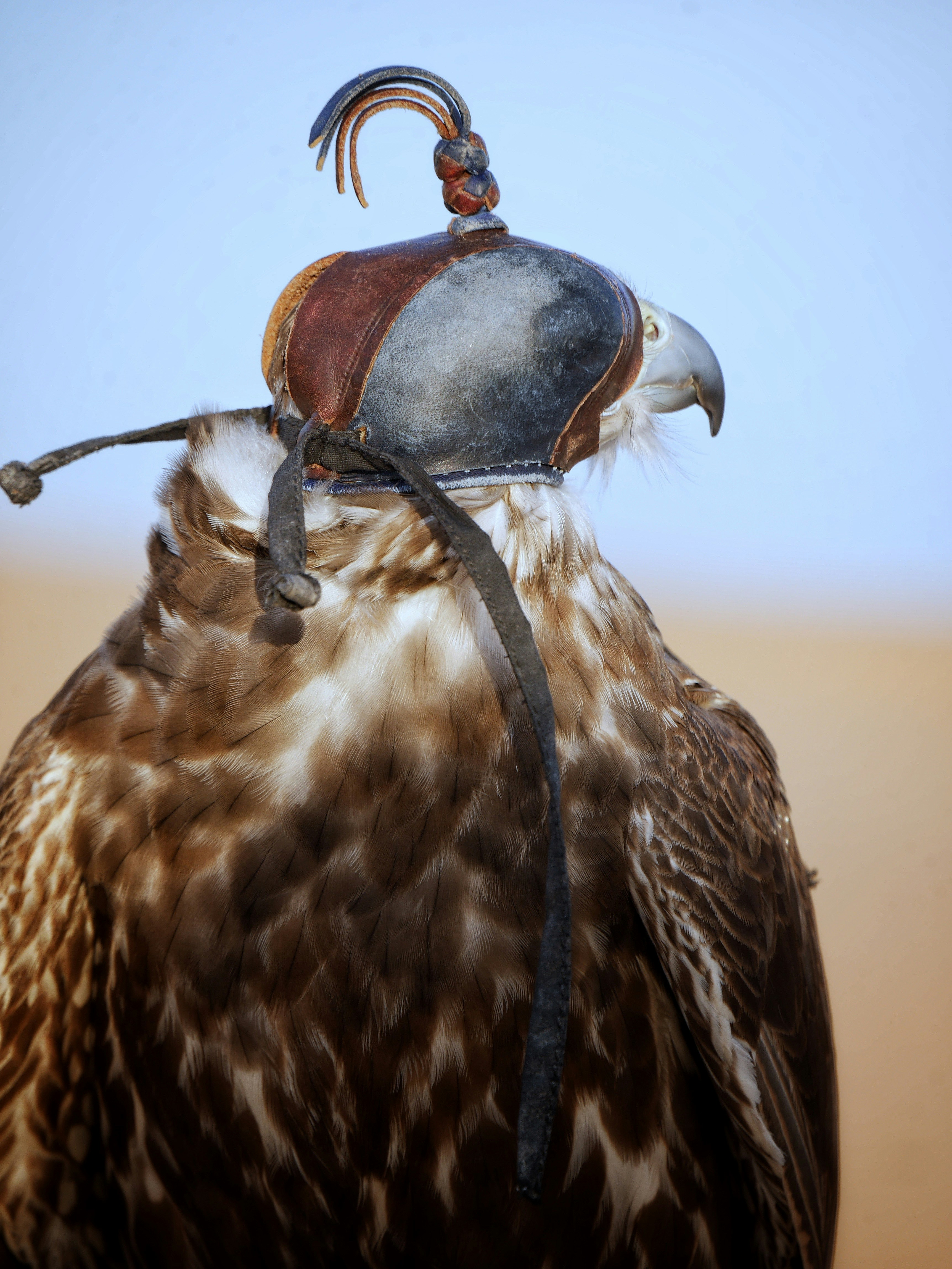 Hooded Hunter: Close-Up Portrait of a Falcon in Leather and Desert Light