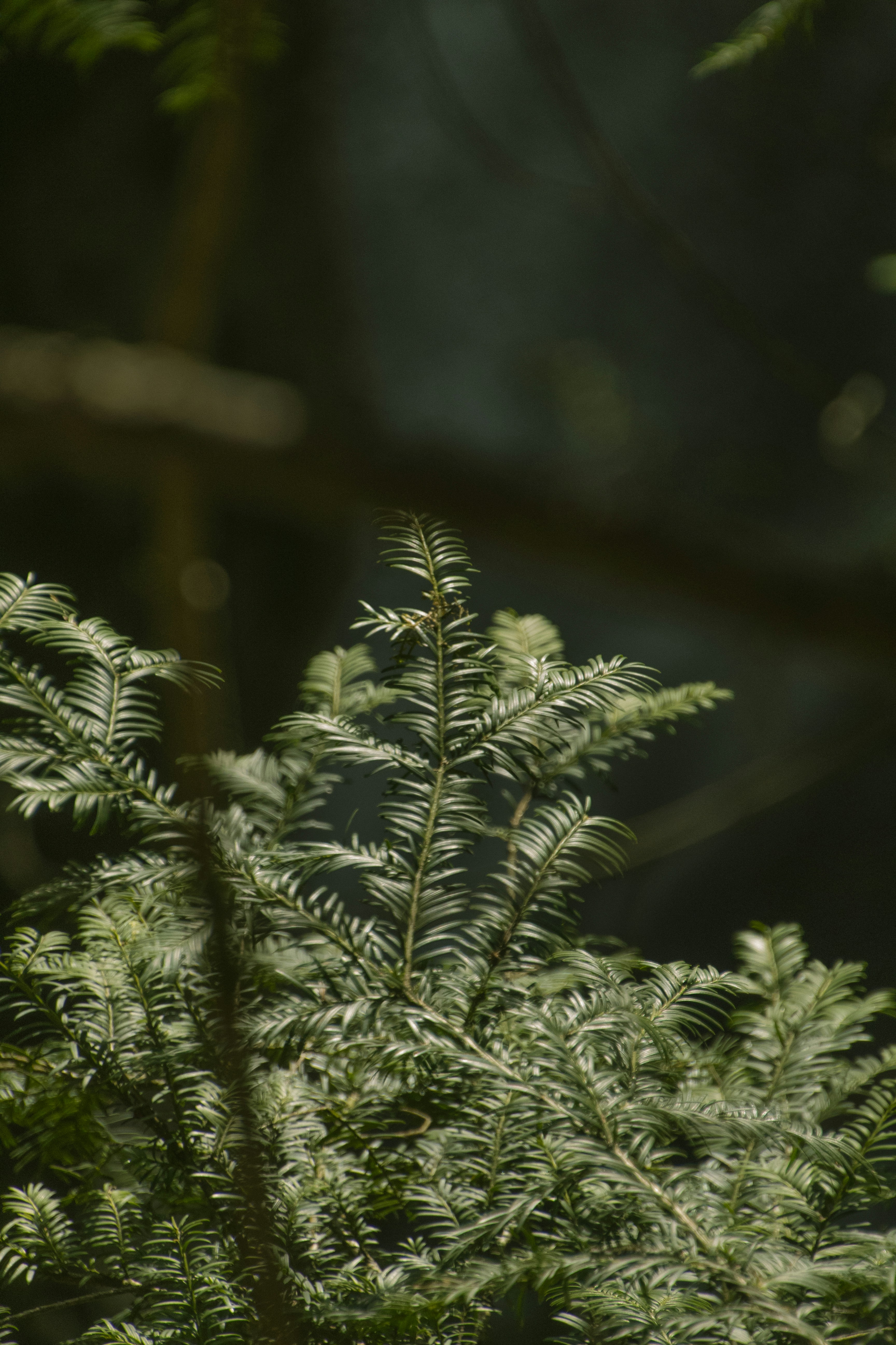 Sunlight filtering through lush pine branches in a dense forest.