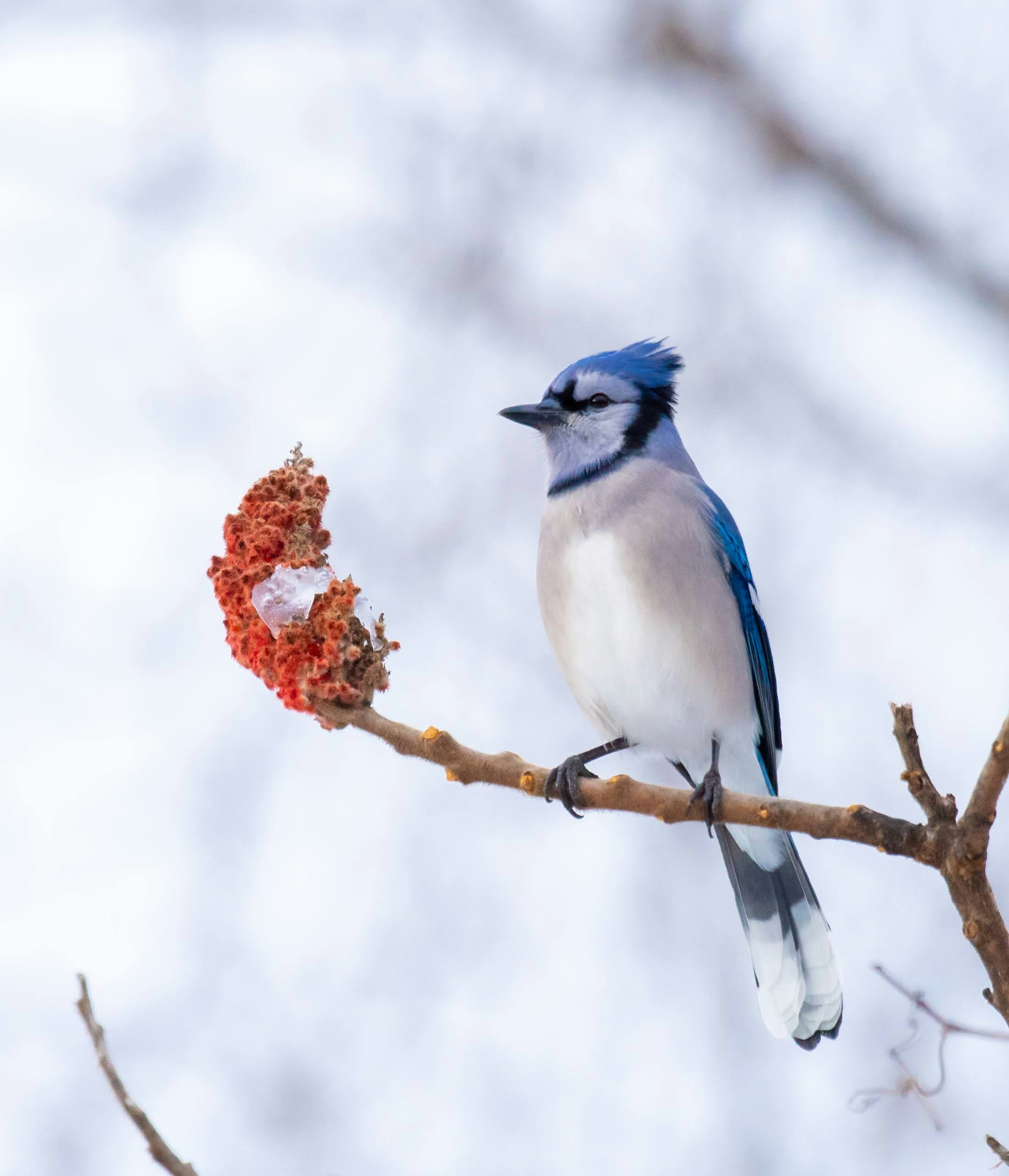 Blue Jay Sentinel on a Frosty Red Cluster