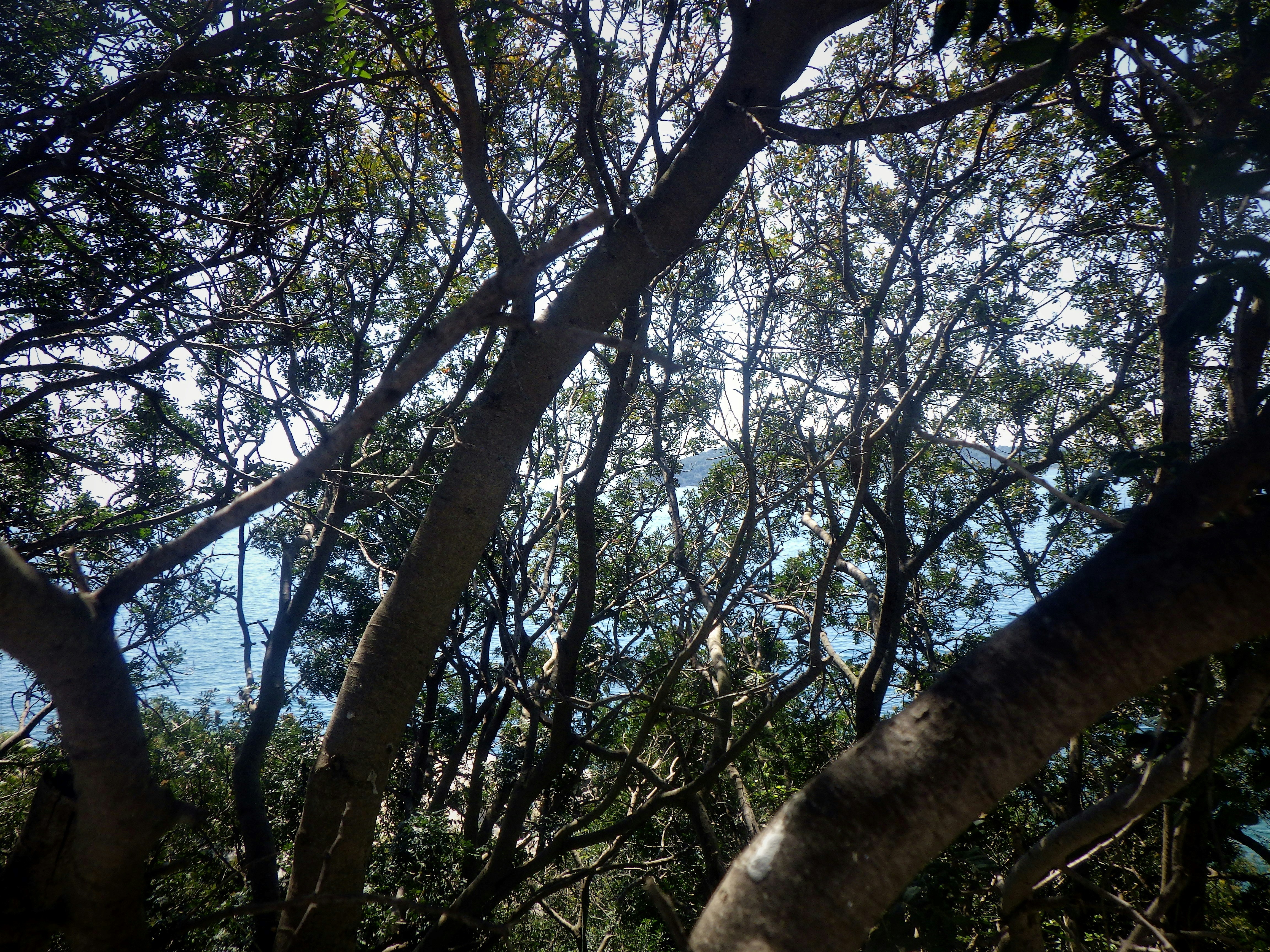 A group of trees that are next to each other photo – Free Nature Image ...