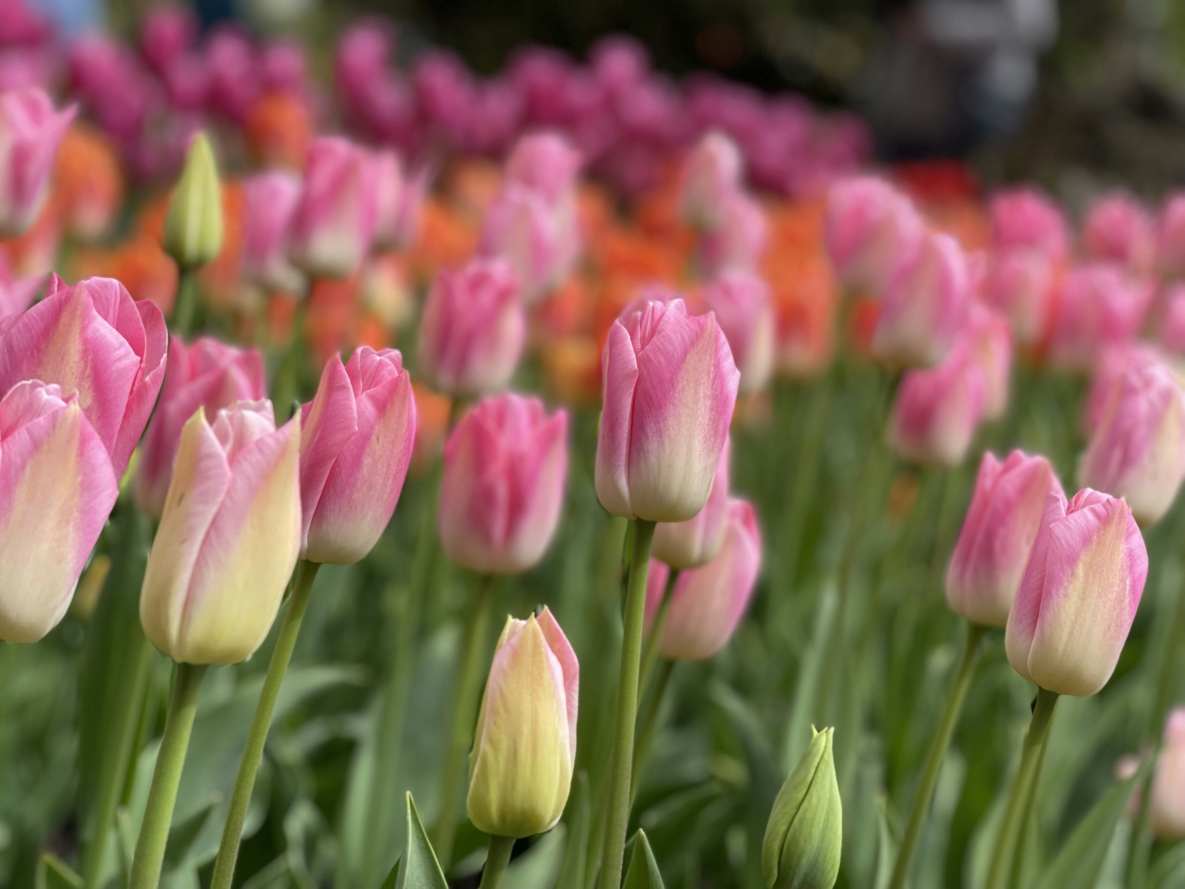 Pink and yellow tulips in full bloom with soft focus on the foreground.