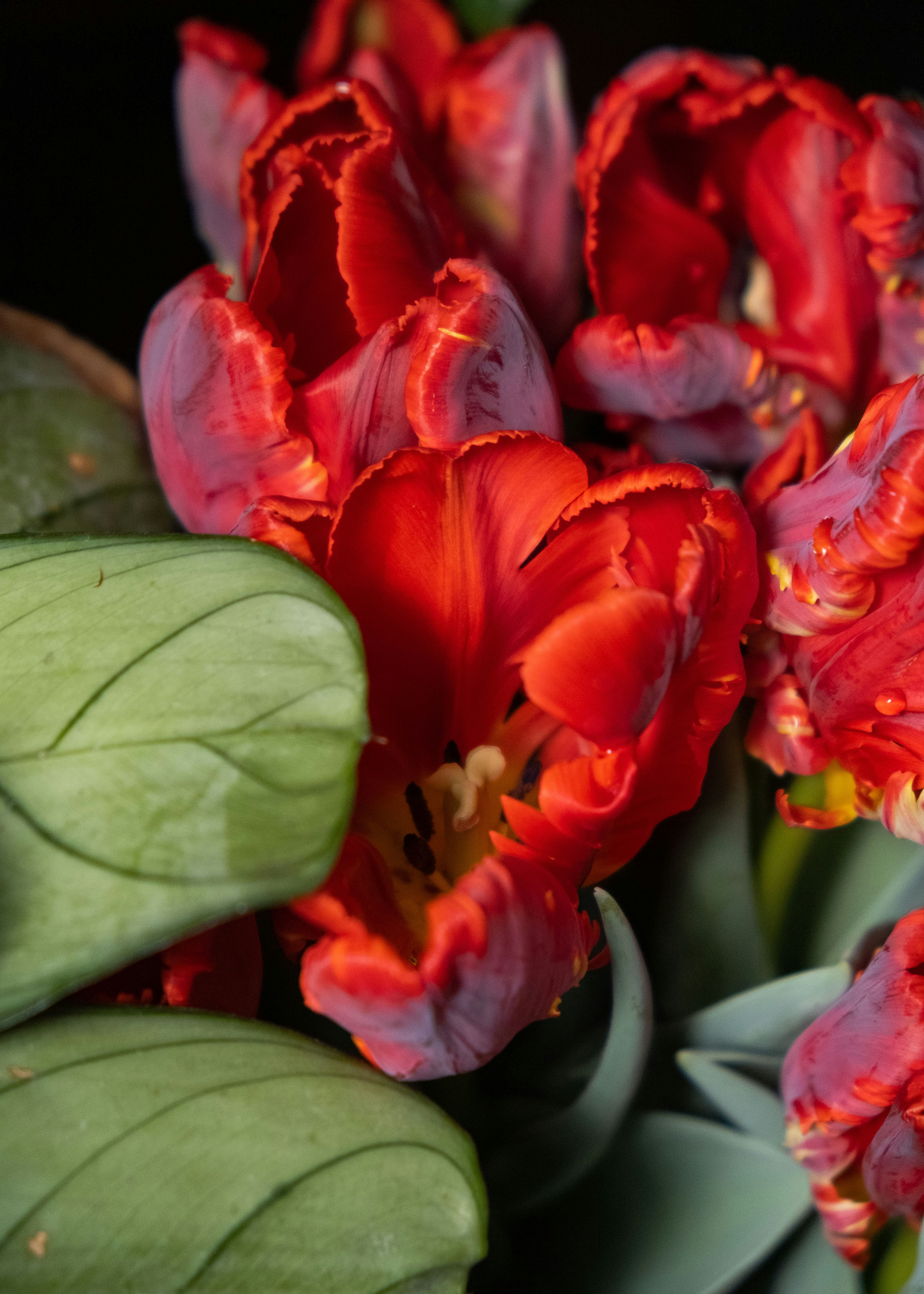 Scarlet Tulips in Focus: Velvet Petals and Green Leaves