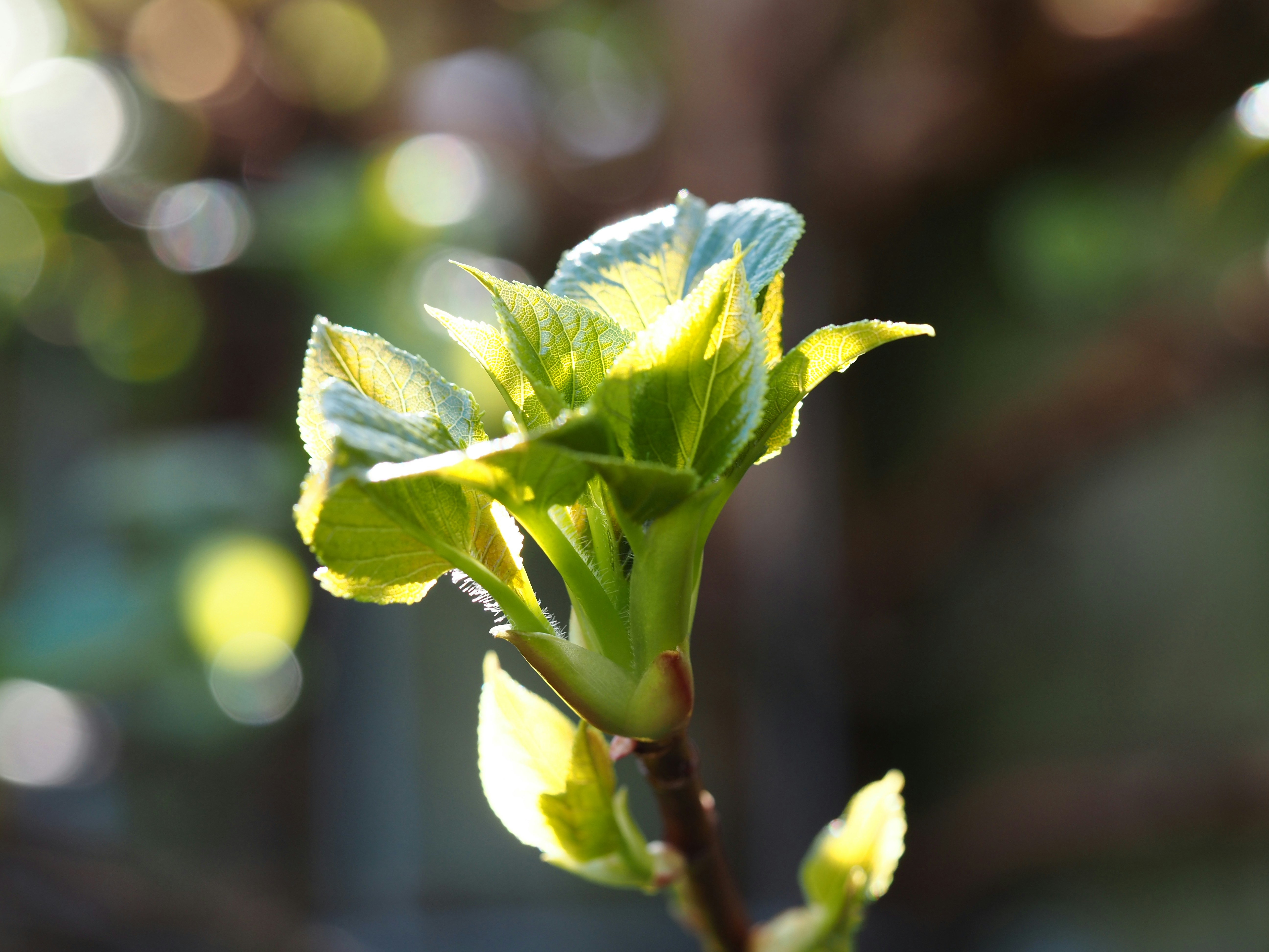 New Growth Focus: Delicate Leaf Edges Reach for Light