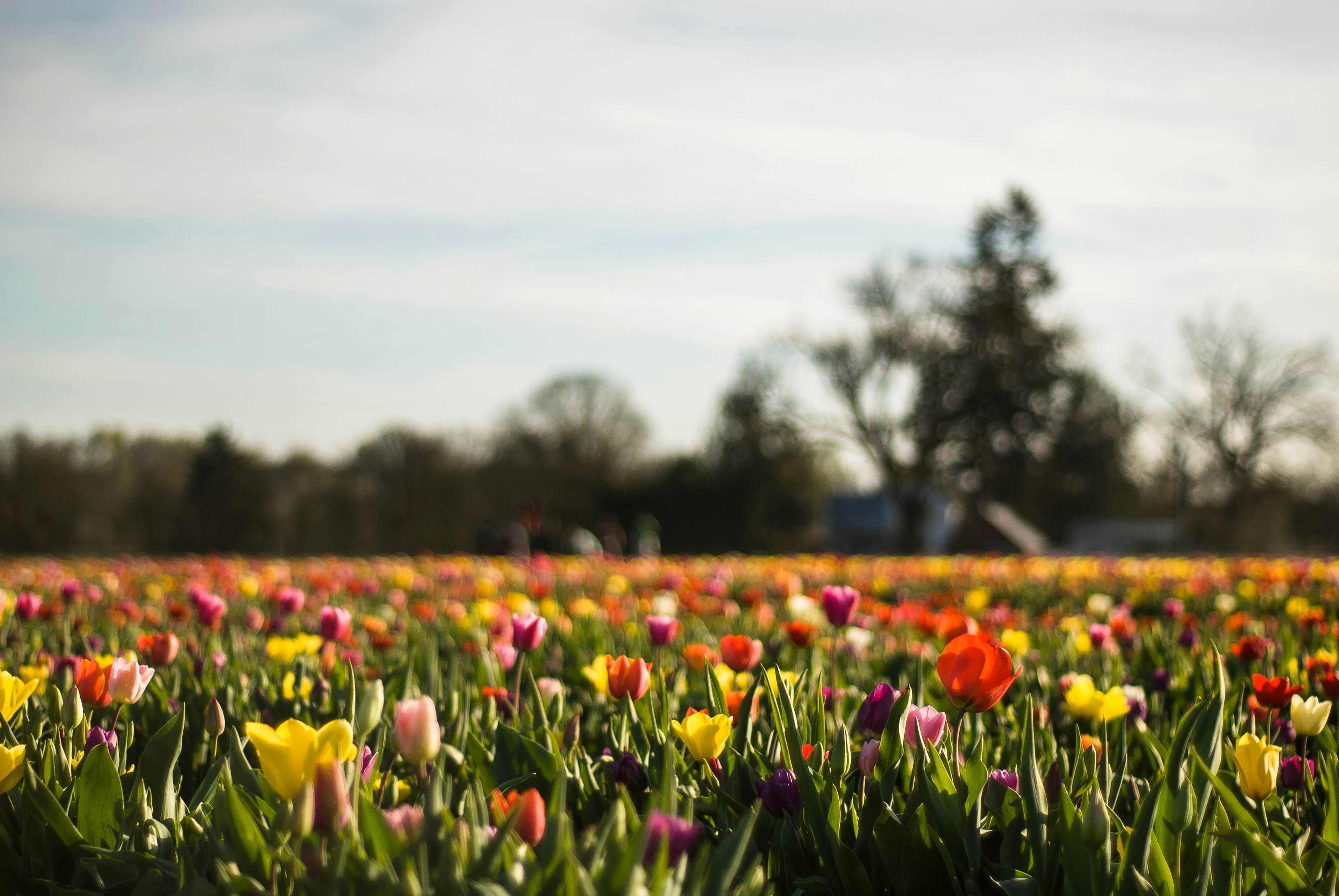 A Symphony of Spring Blooms