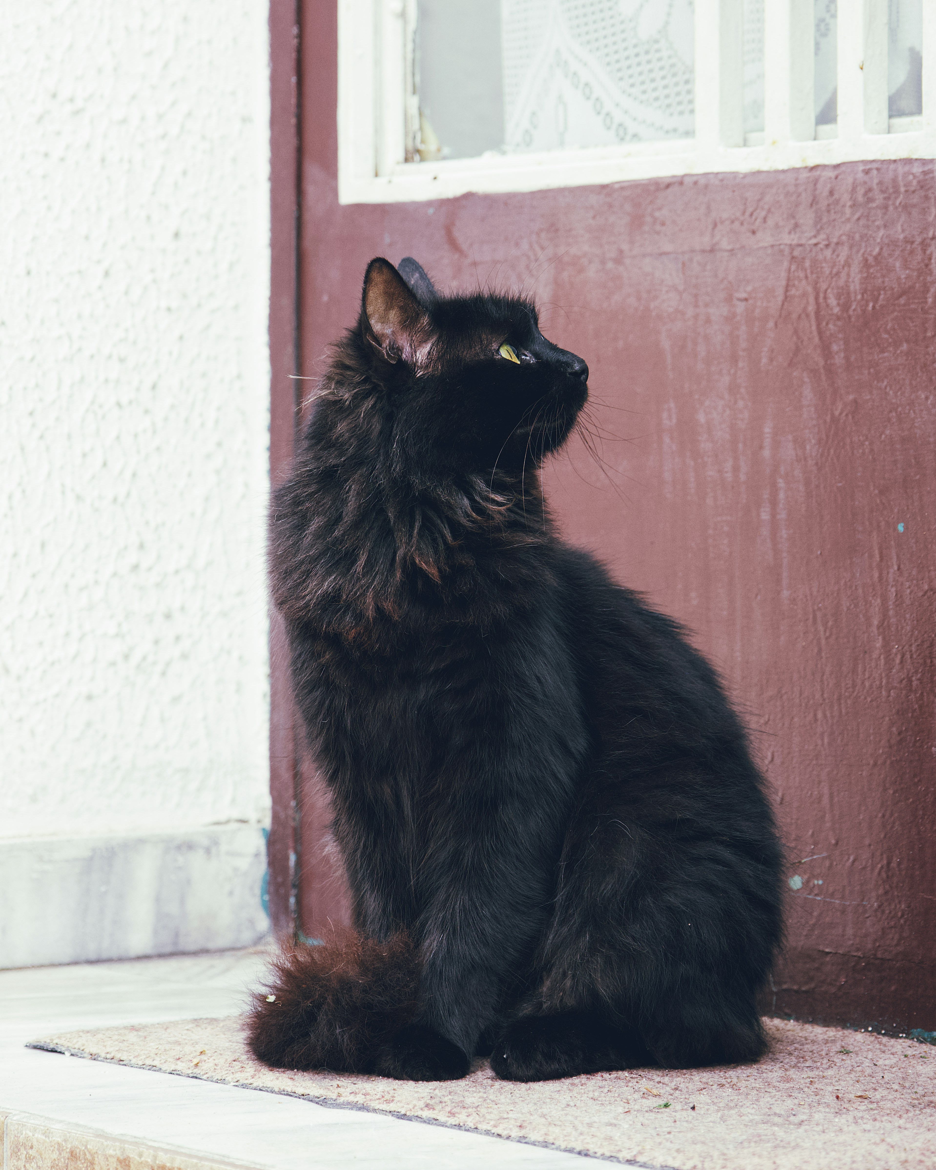 Mid-morning Noir Feline by a Weathered Doorway
