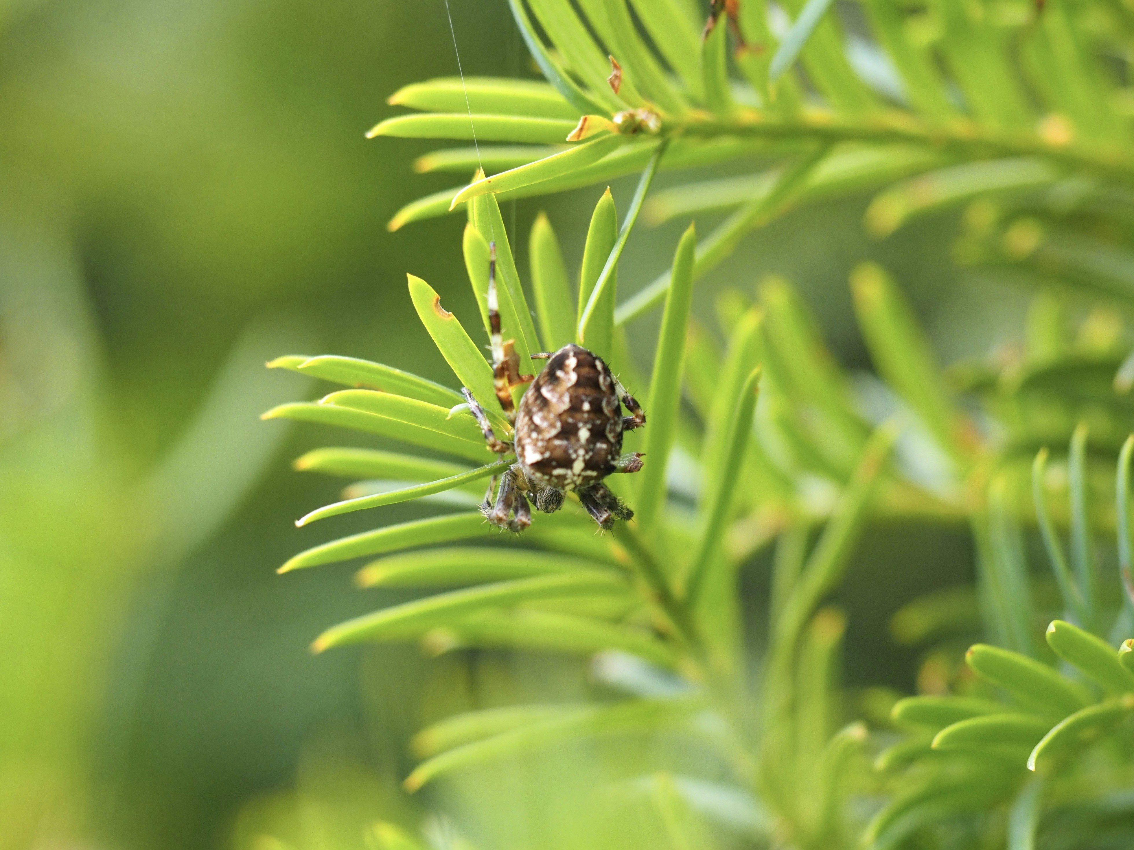 Hushed Camouflage: A Shieldback Lizard-Tailed Butterfly Clings to Pine Foliage
