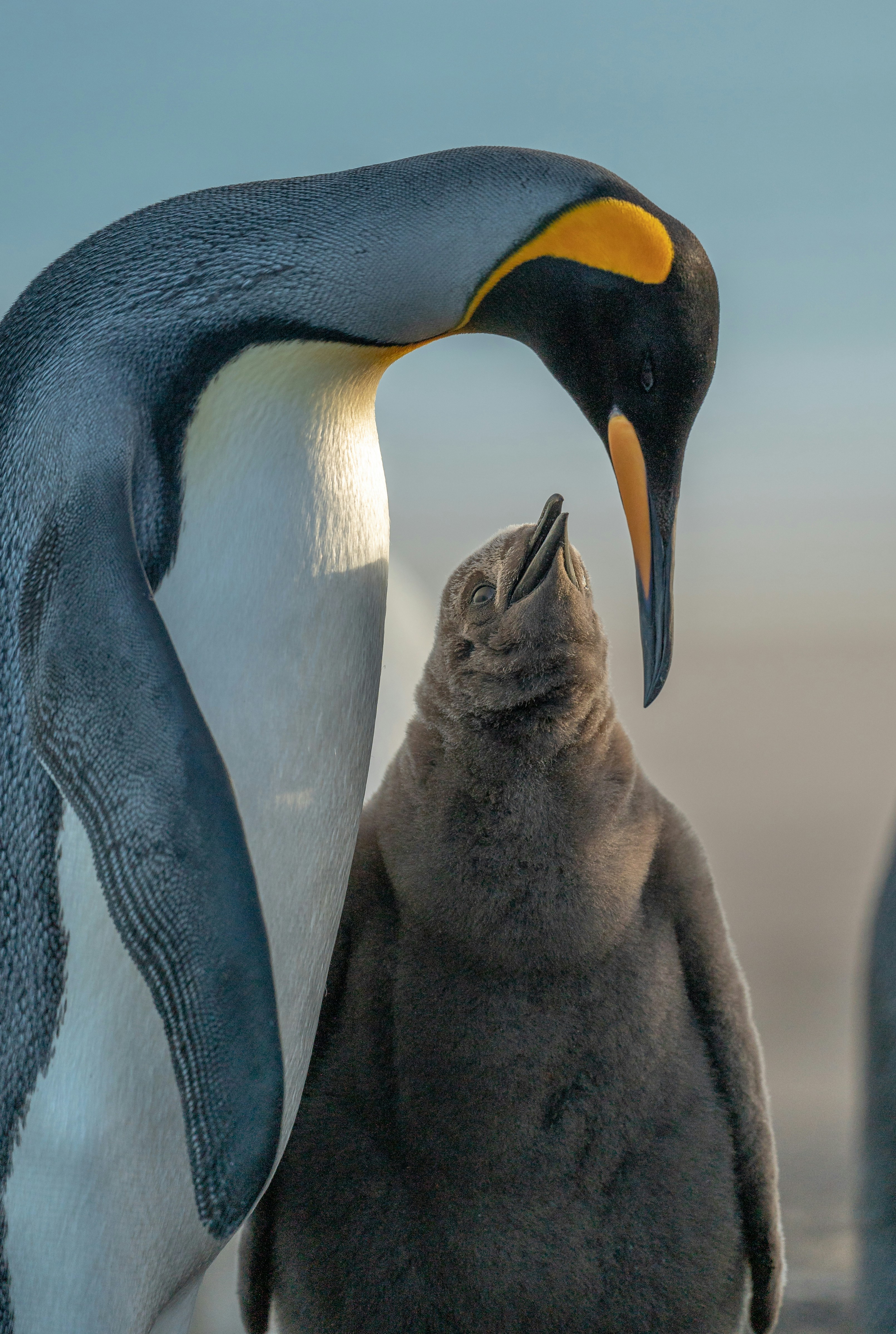 A penguin with it's head on the back of another penguin photo – Free ...
