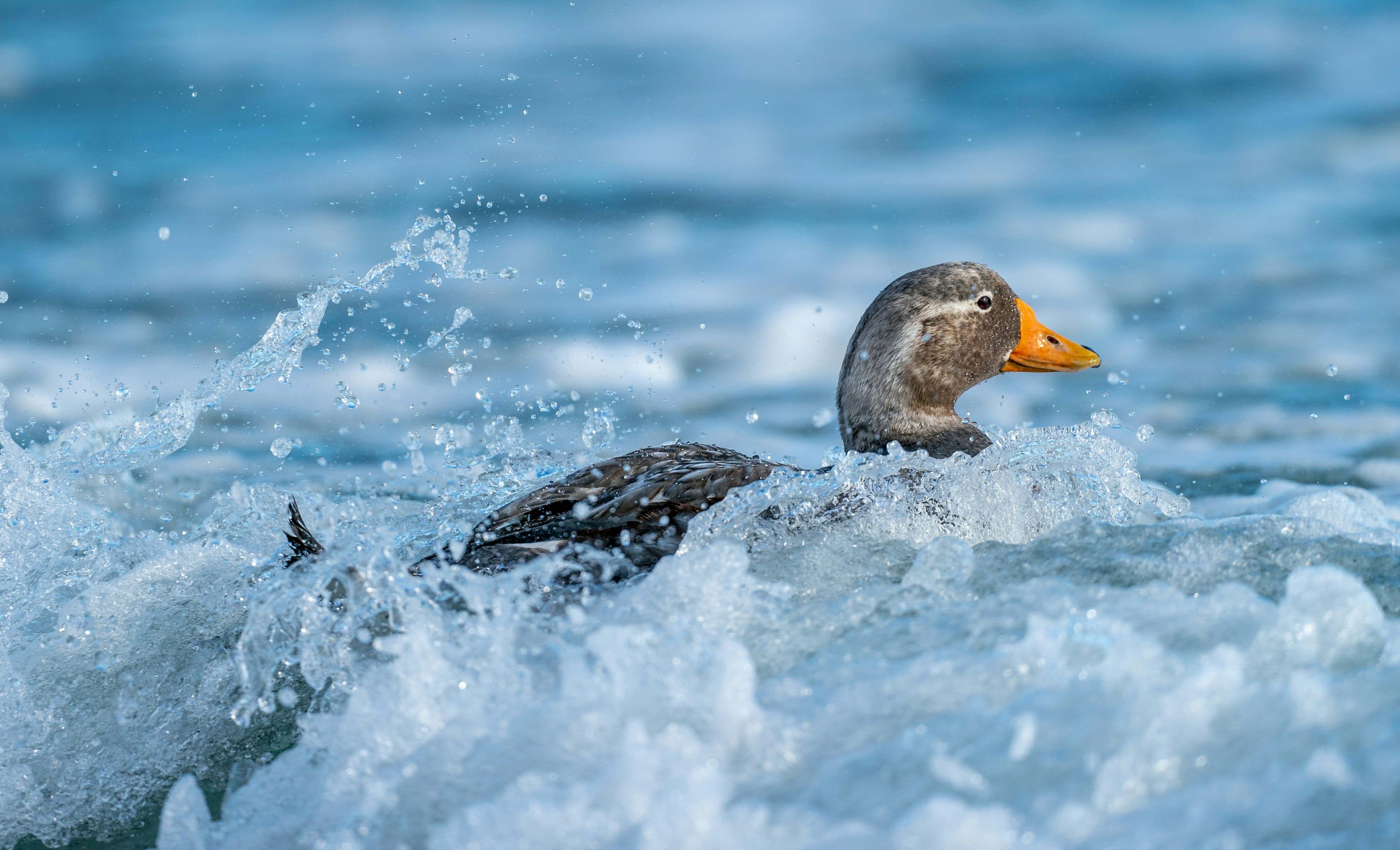 Photo by Bob Brewer with Sony Alpha 9