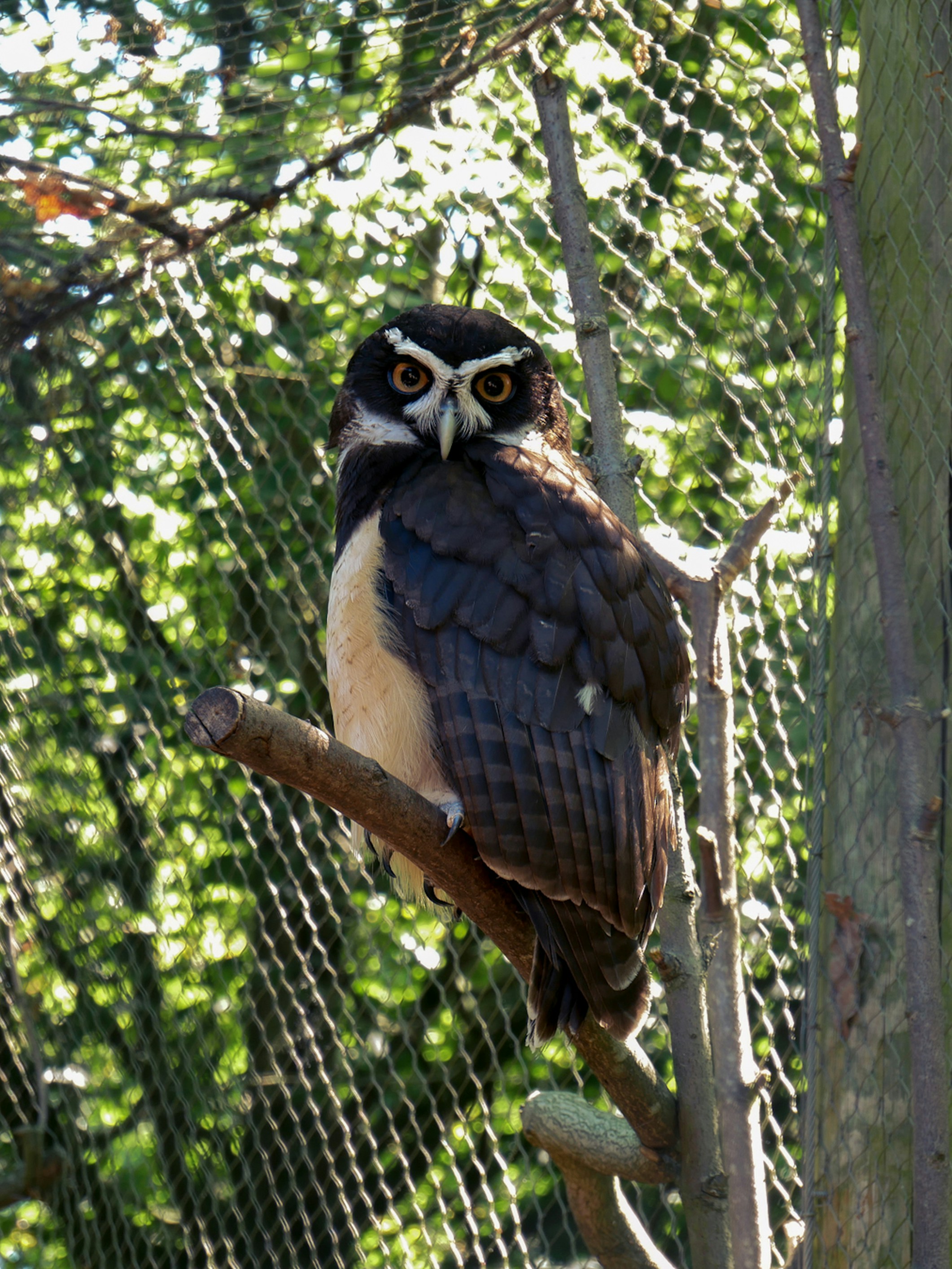 Eye contact with a Spectacled owl. ZSL London Zoo, June 2021